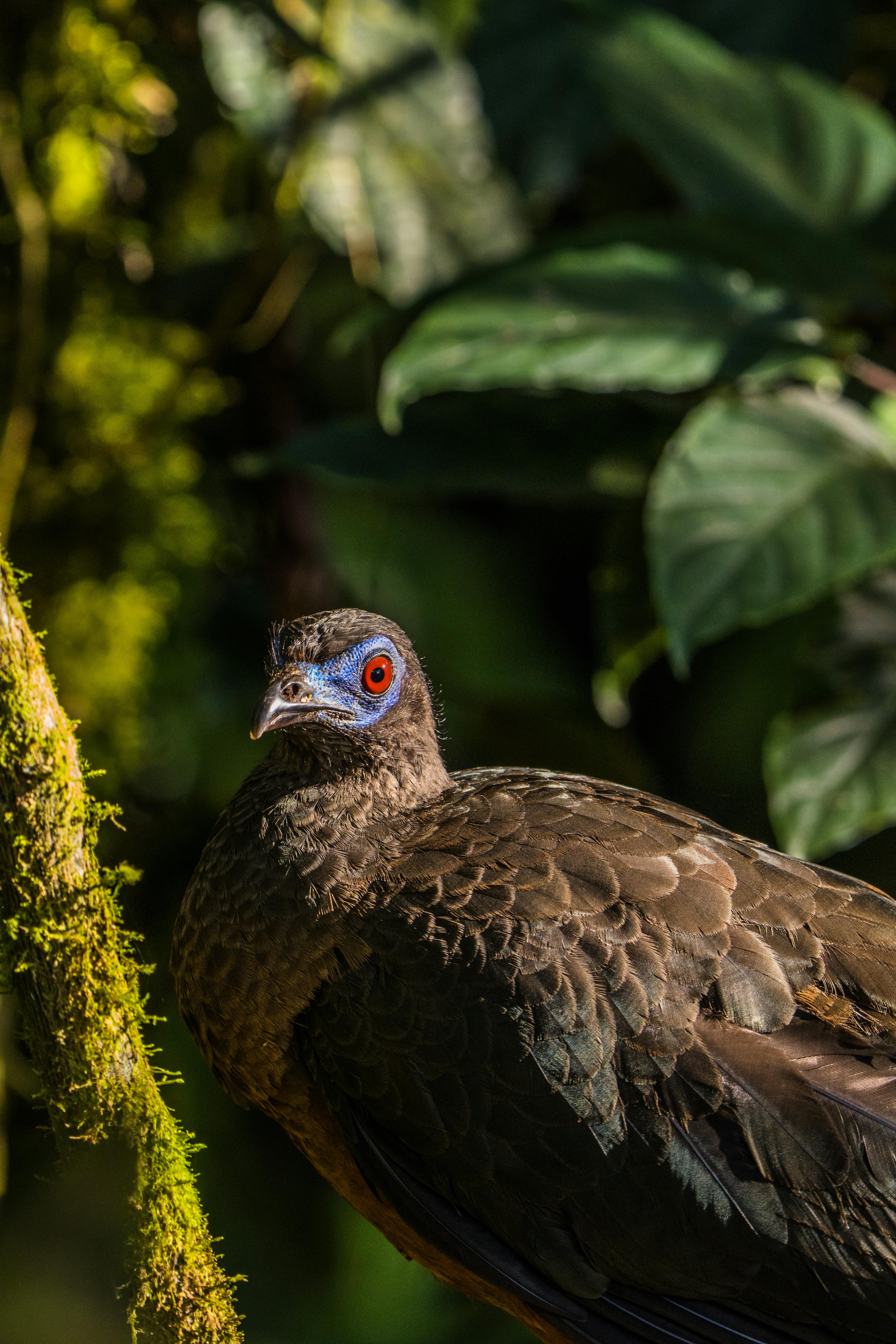 Sickle-Winged Guan Bird · Free Stock Photo