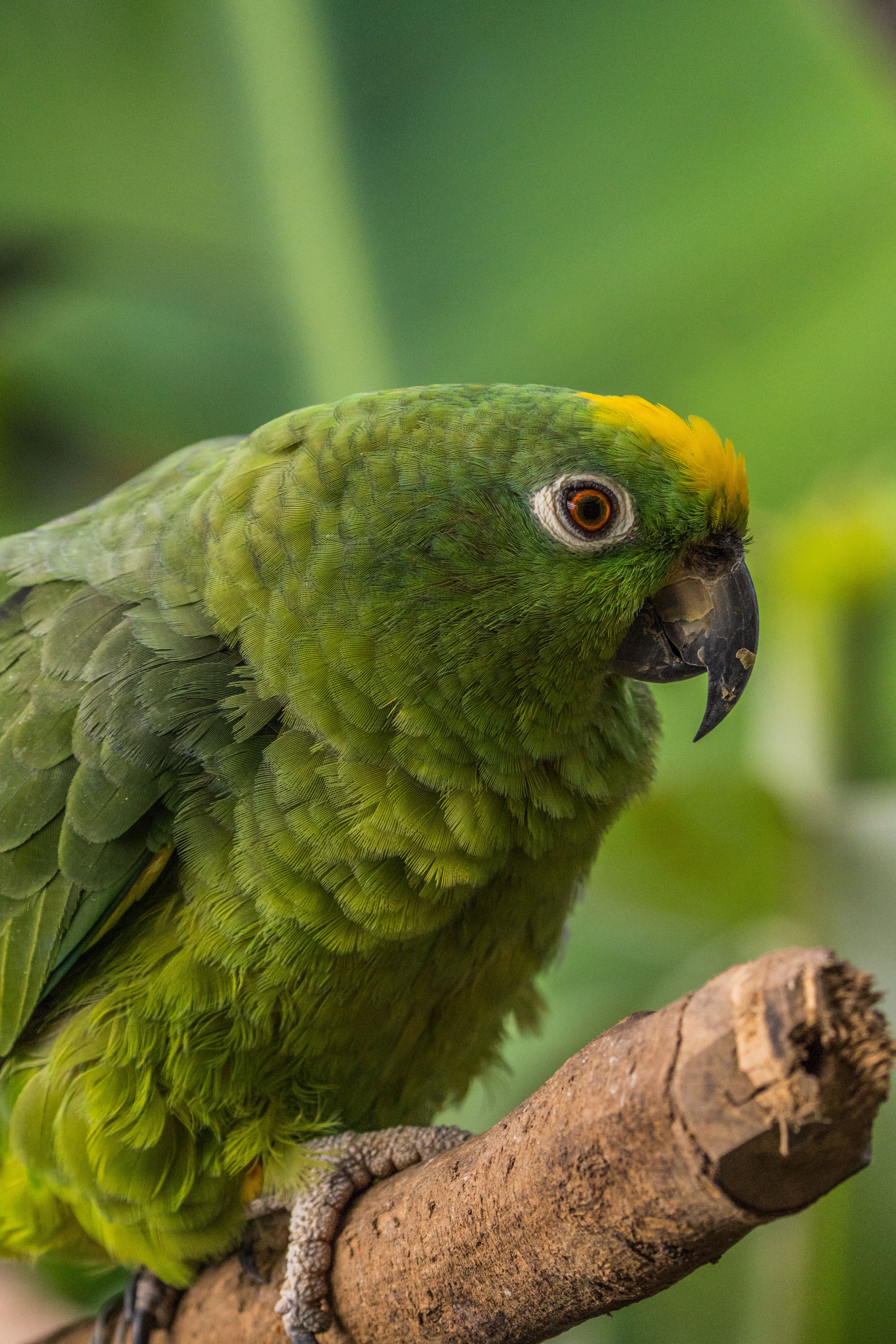 Yellow-naped Amazon Parrot · Free Stock Photo