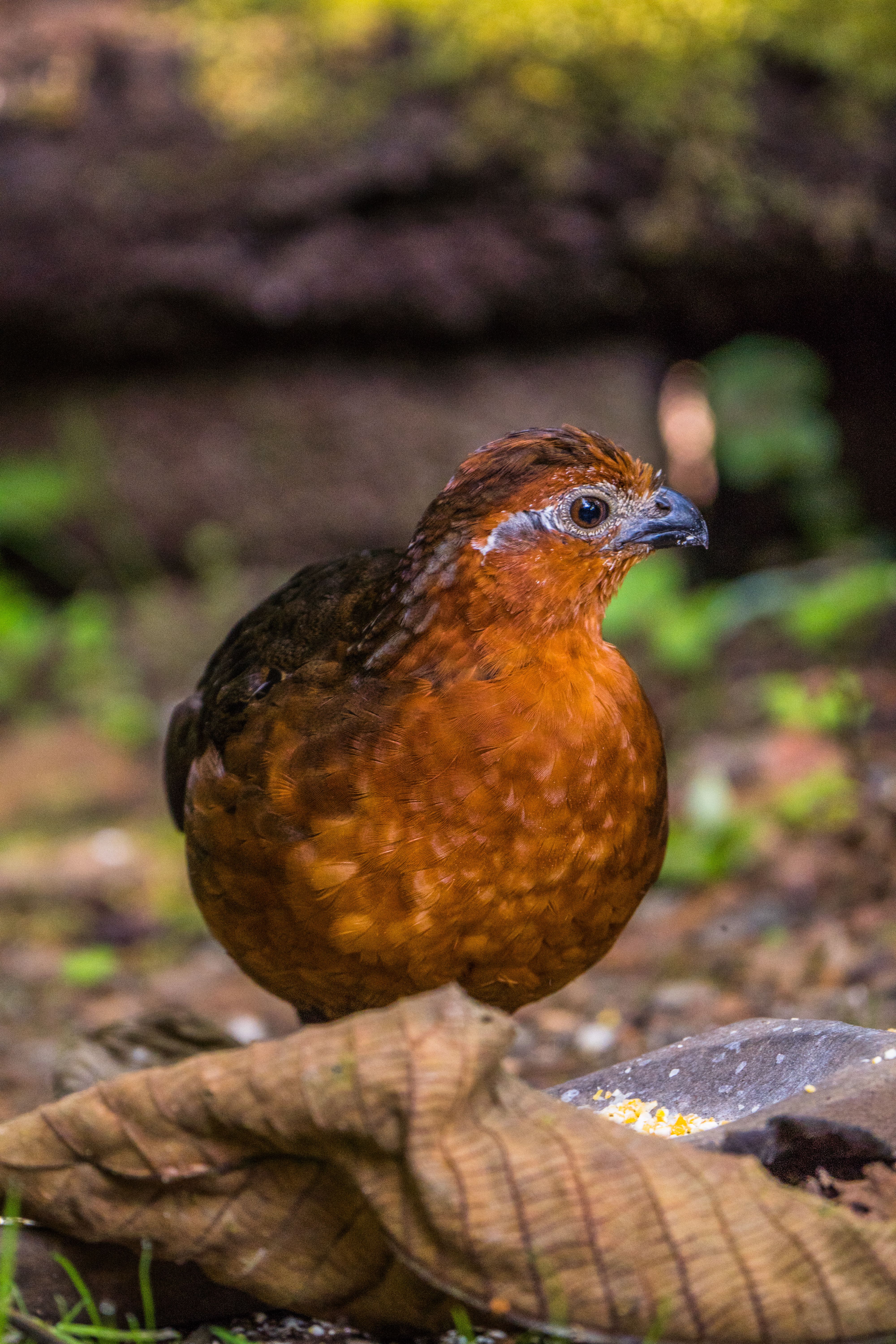 Chestnut Wood Quail · Free Stock Photo