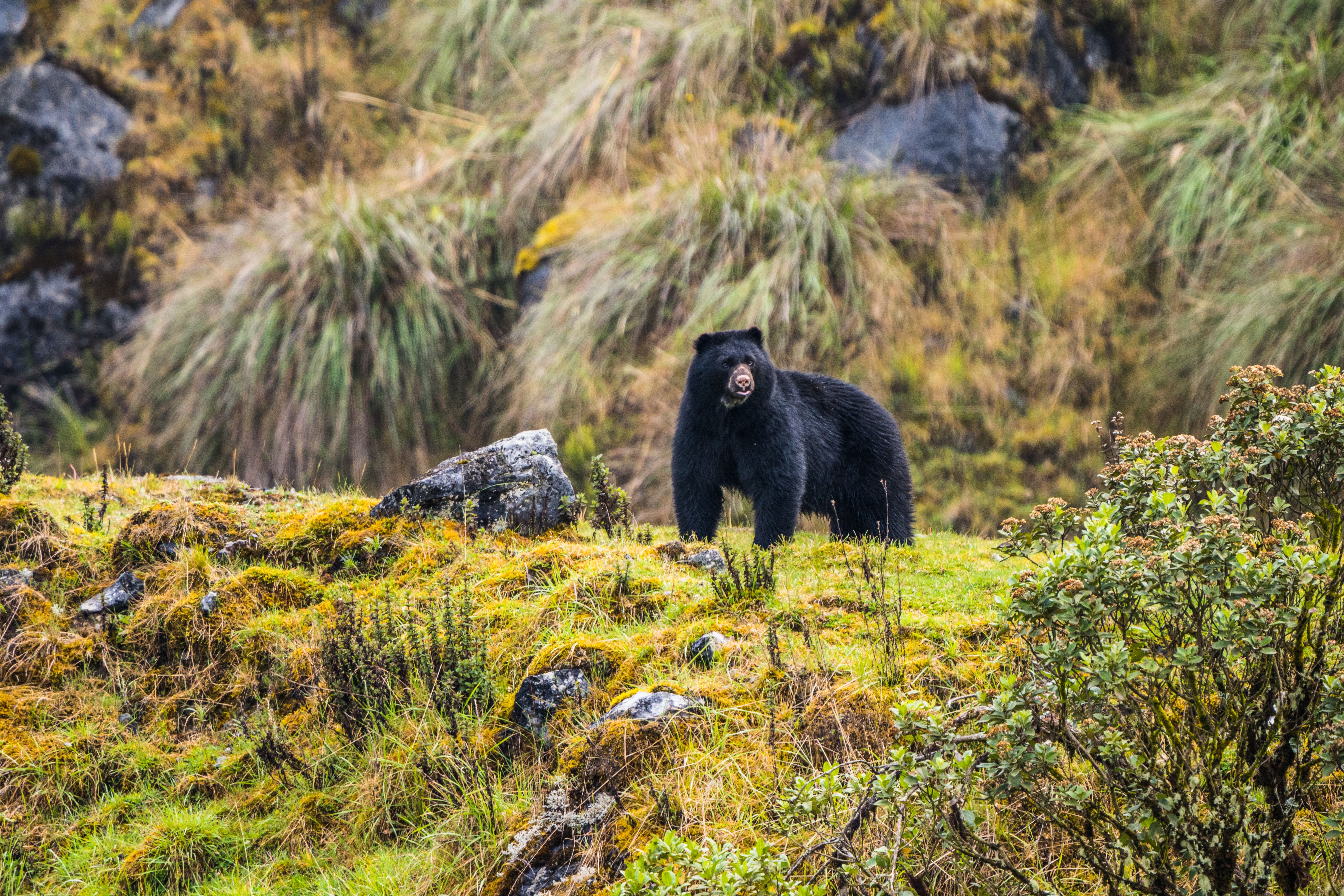 Figura De Venado Photos, Download The BEST Free Figura De Venado Stock ...
