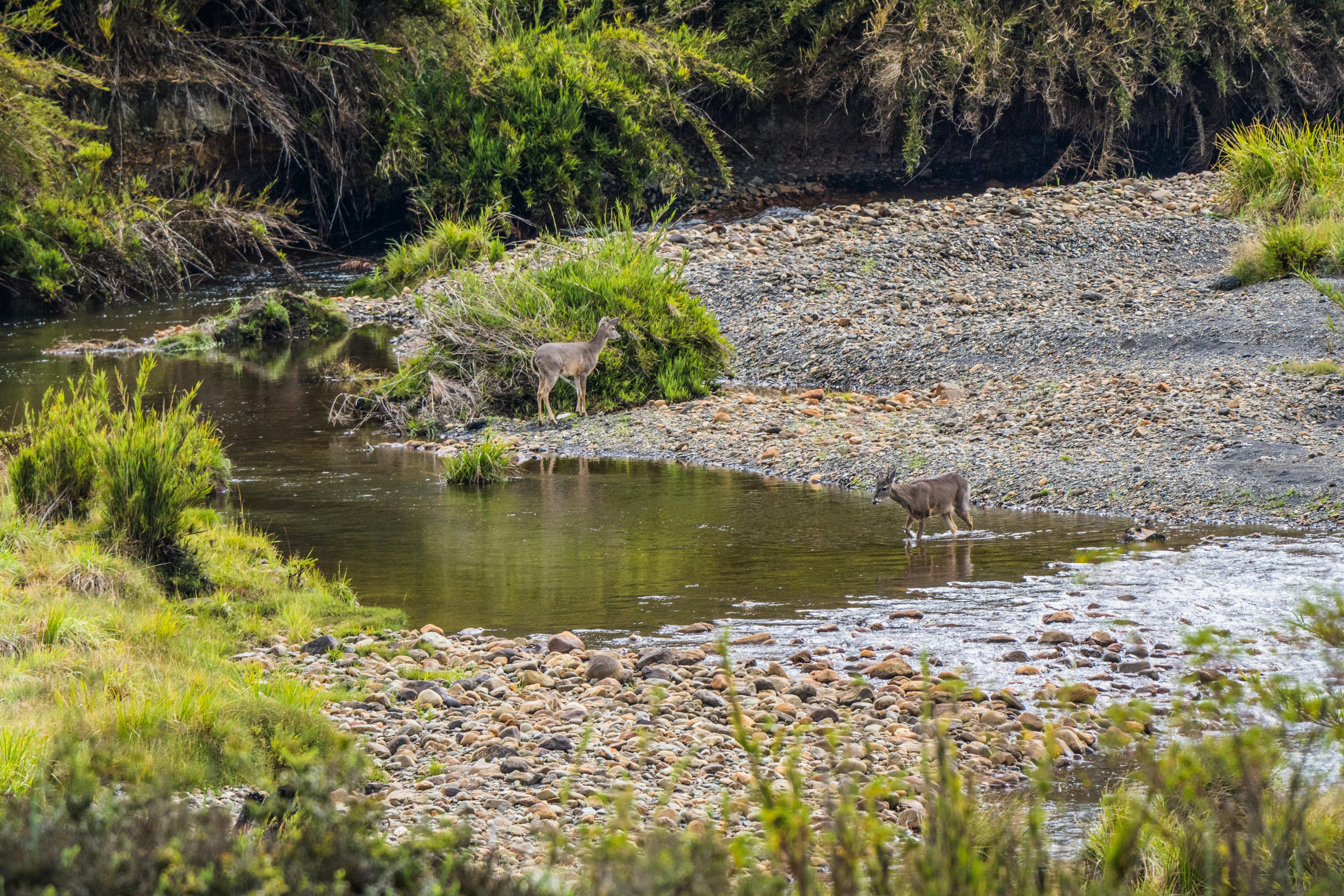 Arocho Photos, Download The BEST Free Arocho Stock Photos & HD Images