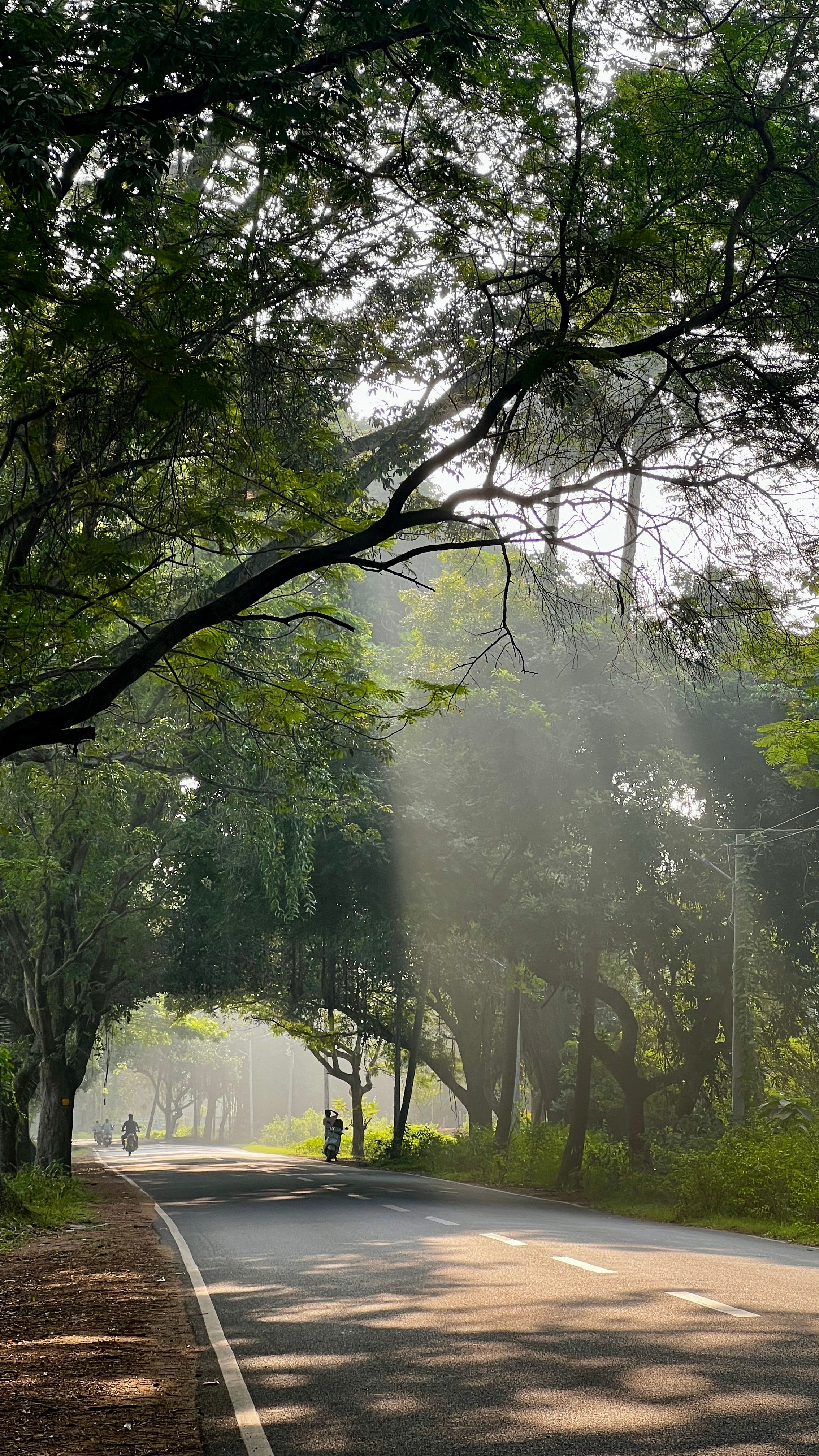 Road Among Trees in Sunlight · Free Stock Photo