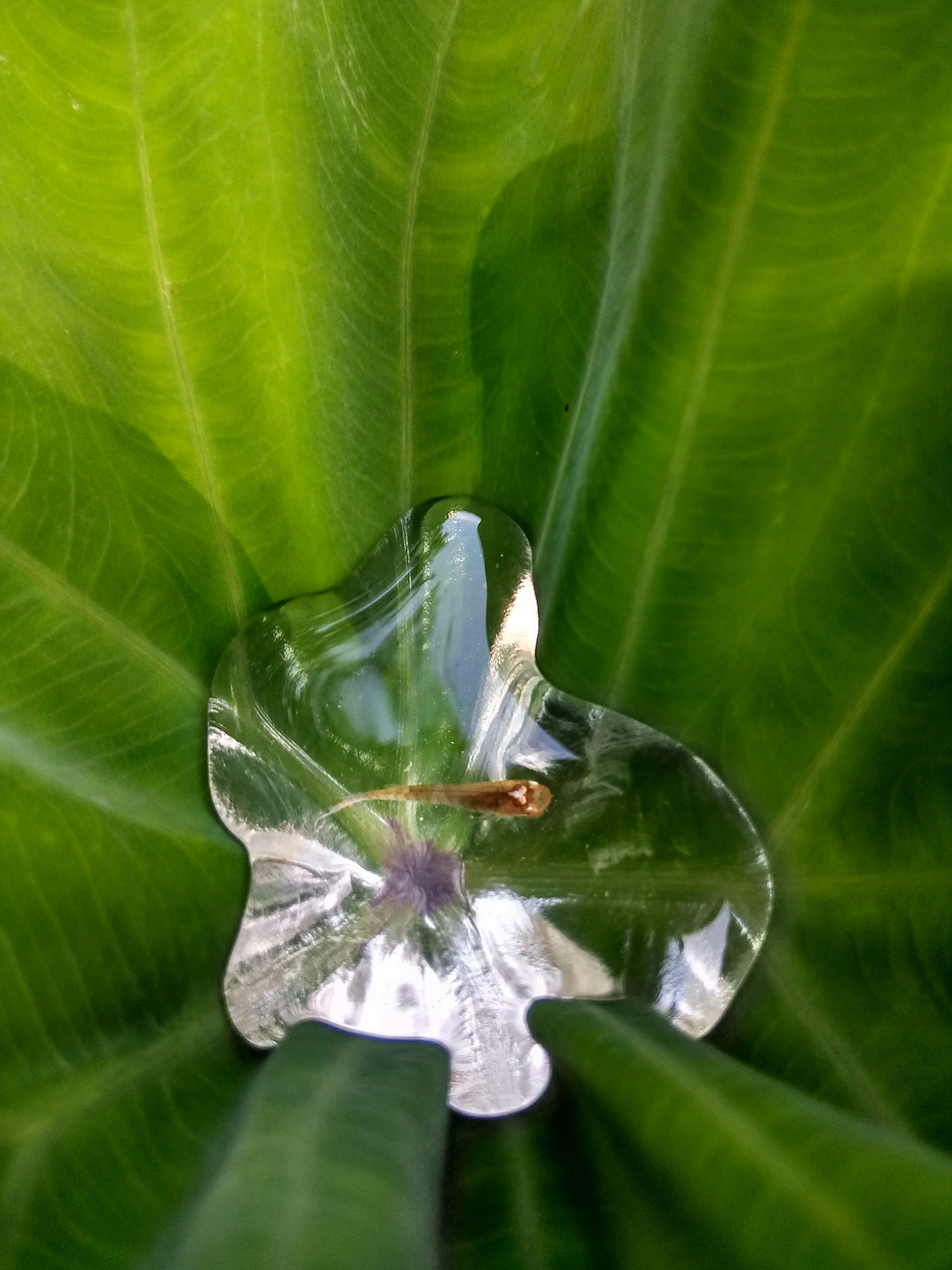 Close-up of a Tadpole in the Water Gathered on a Plant · Free Stock Photo