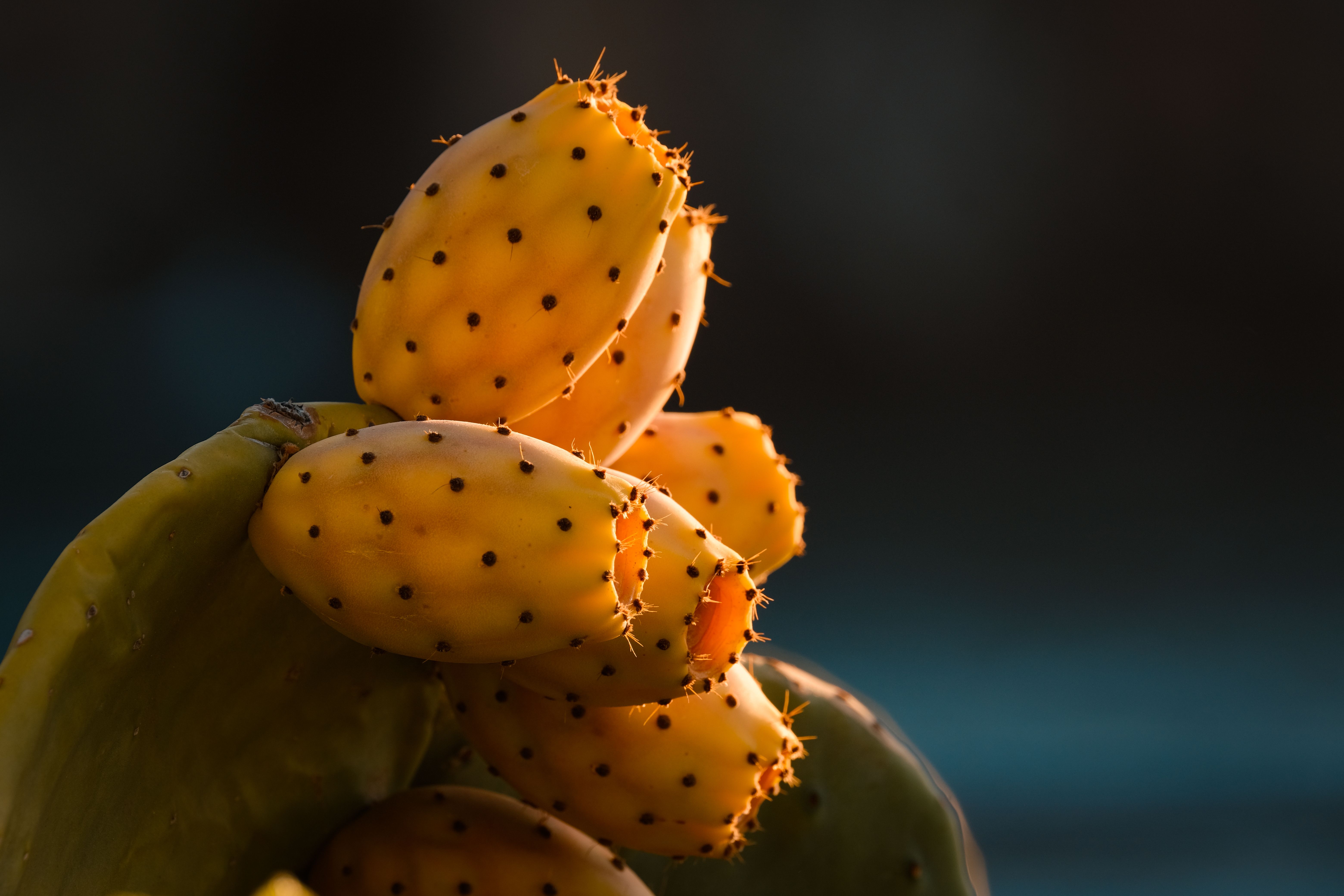 Foto de stock gratuita sobre afilado, cactus, crecimiento, de cerca ...