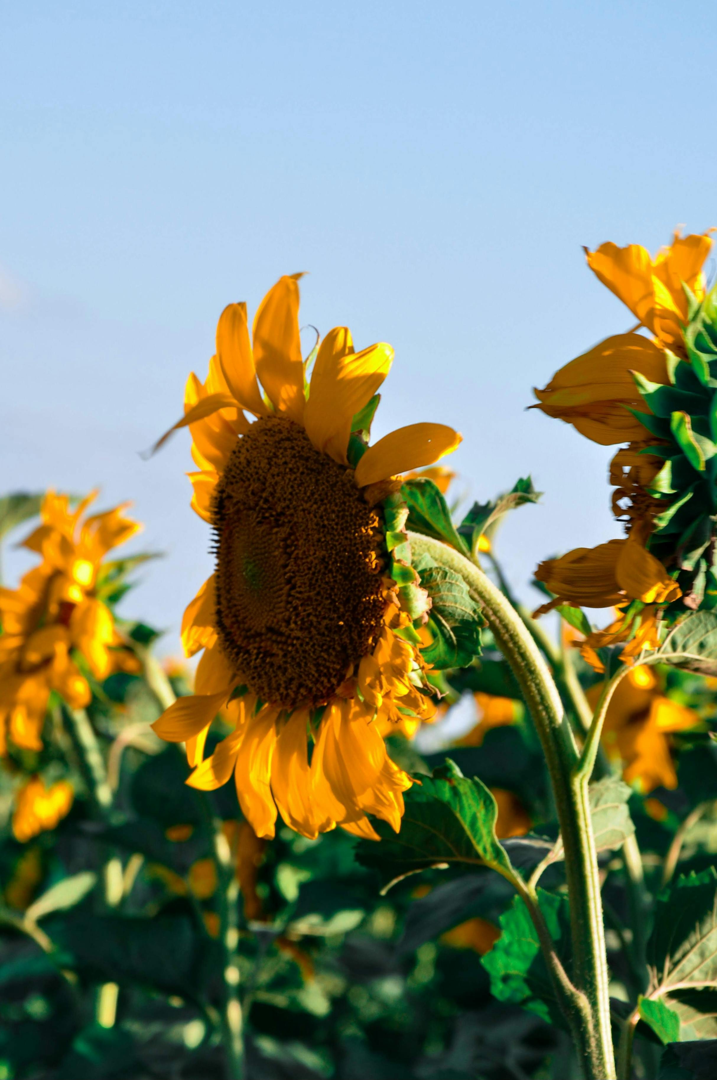 Colorful Ine Photos, Download The BEST Free Colorful Ine Stock Photos ...