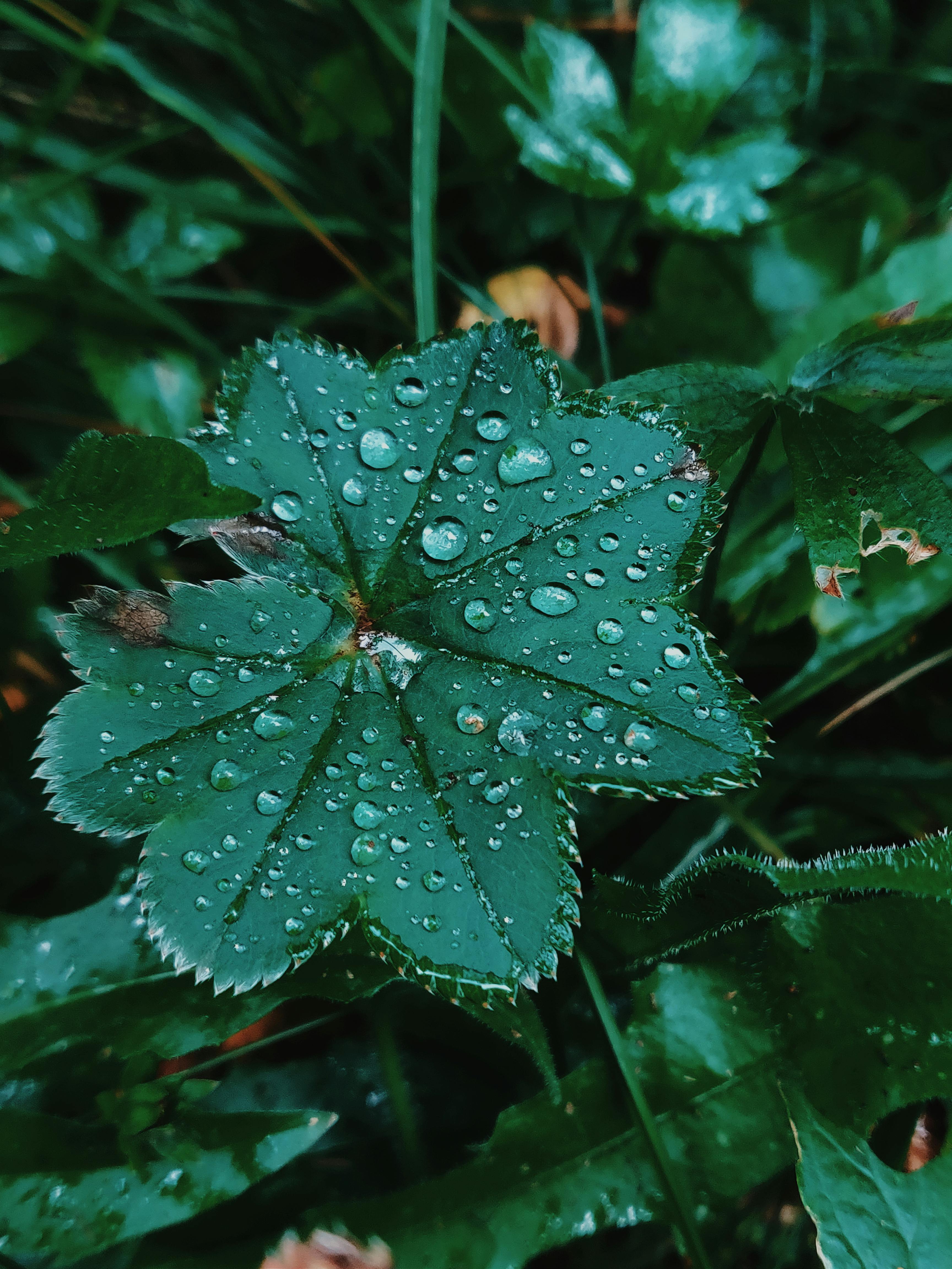Close-Up Photo Of Leaf · Free Stock Photo