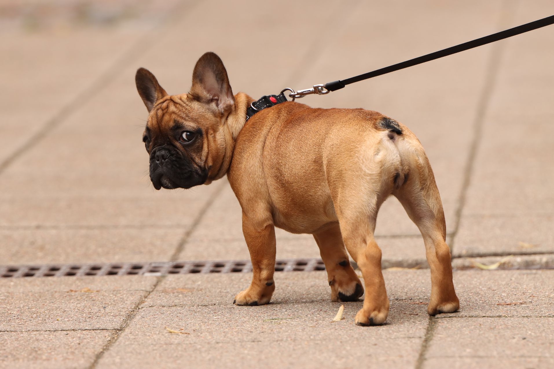 Conformation (dog) Matters: Function Meets Canine Structure
