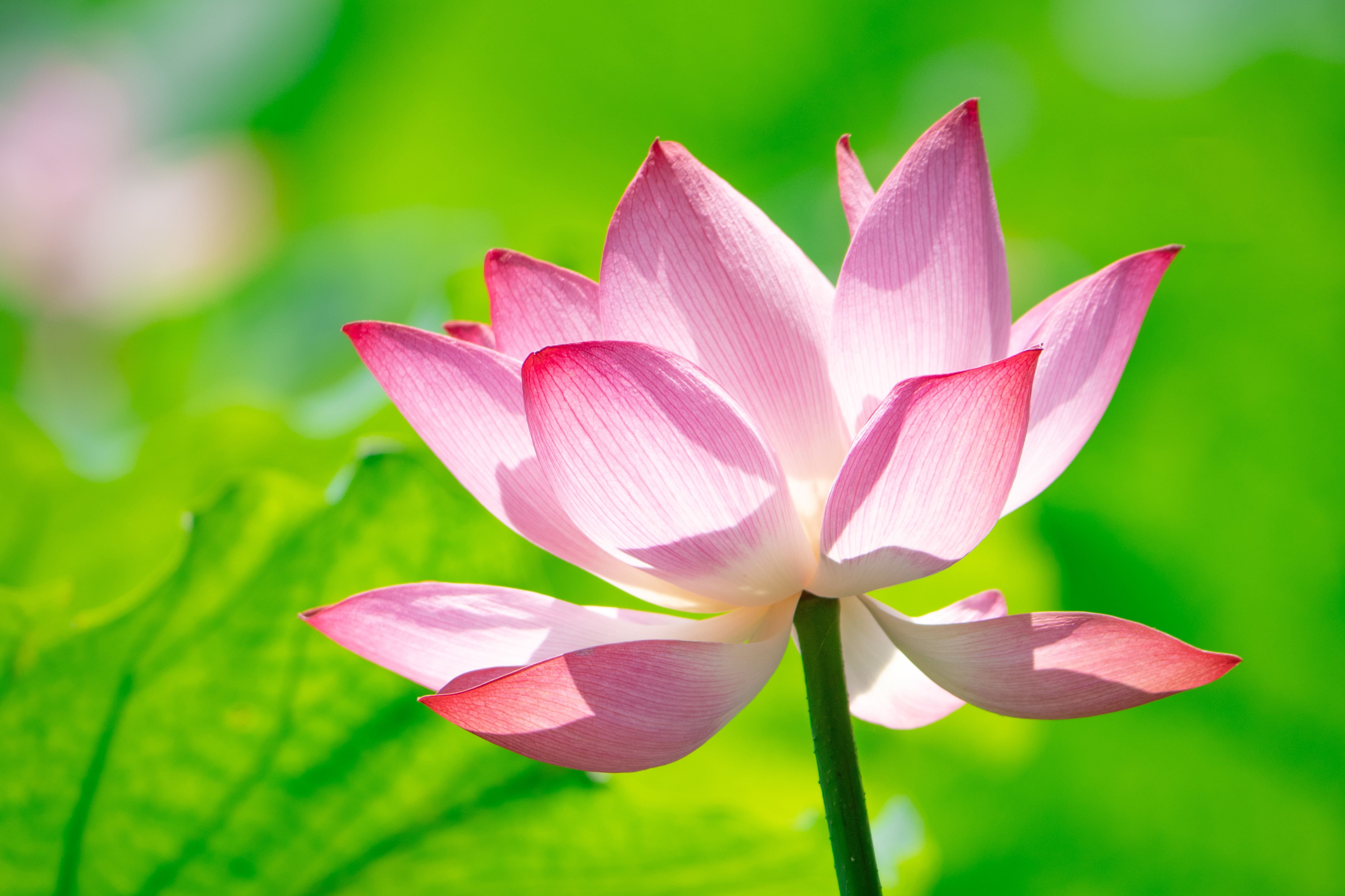 Pink Petals of Lotus · Free Stock Photo