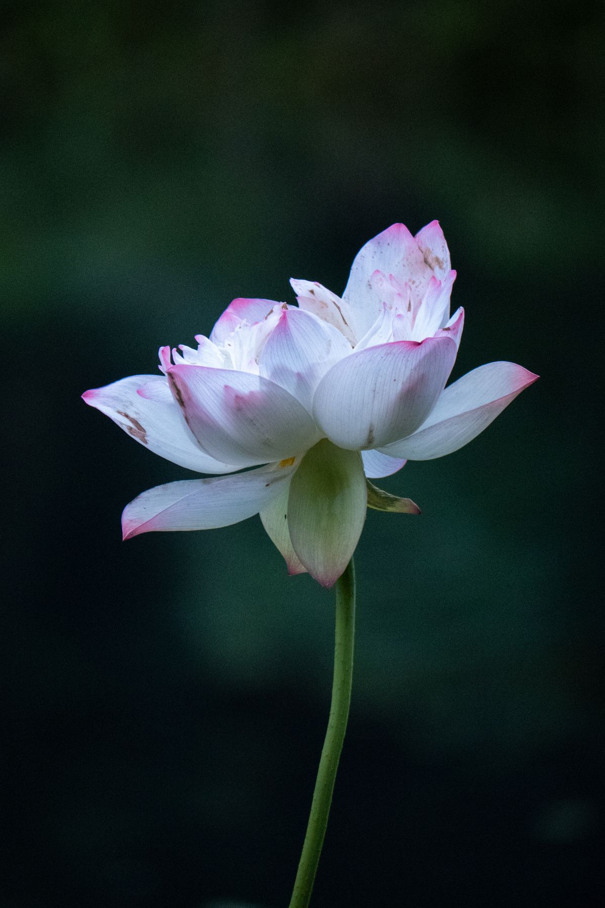 White Lotus Background Photos, Download The BEST Free White Lotus ...