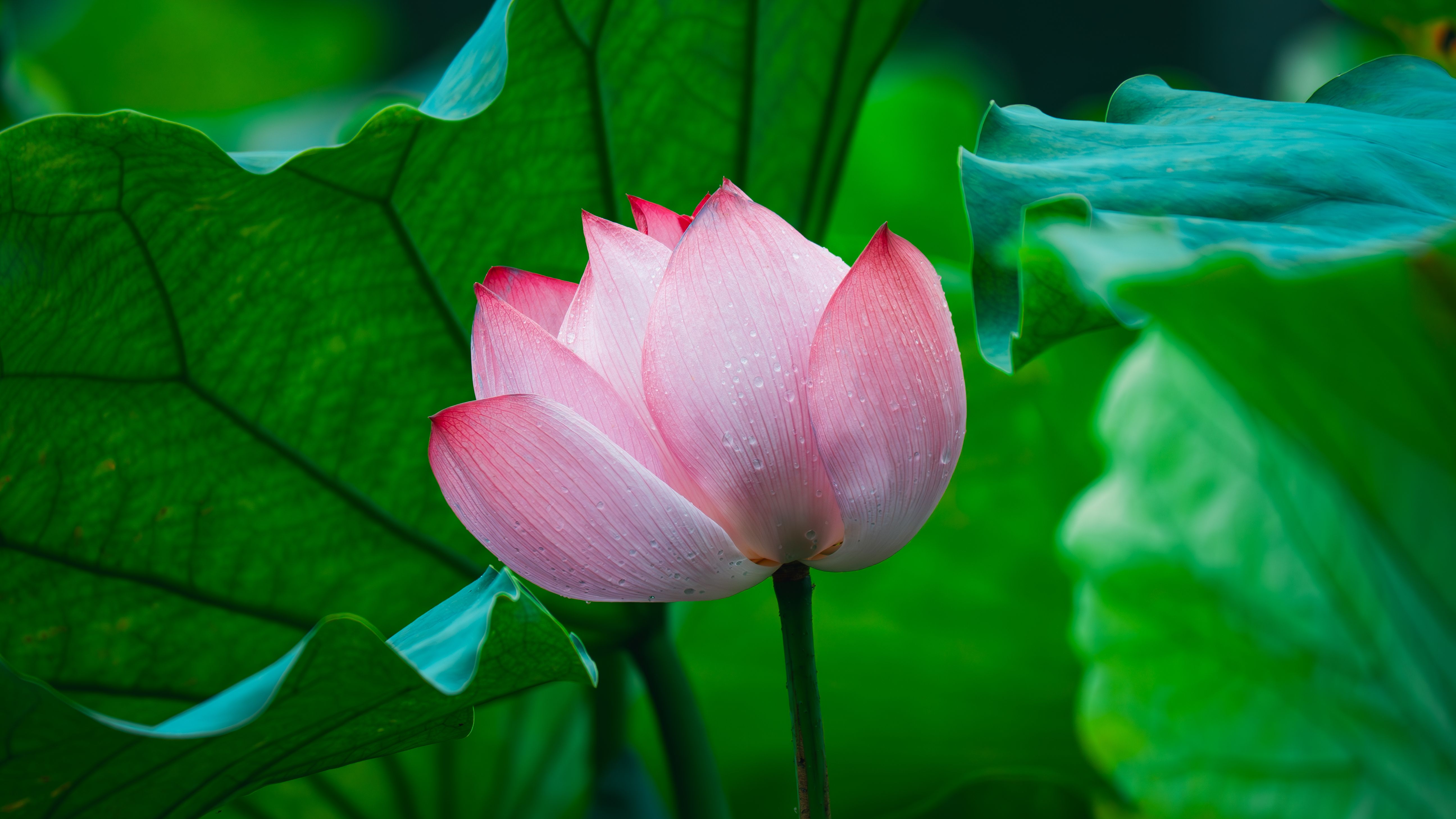 Close-up of Lotus Flower · Free Stock Photo
