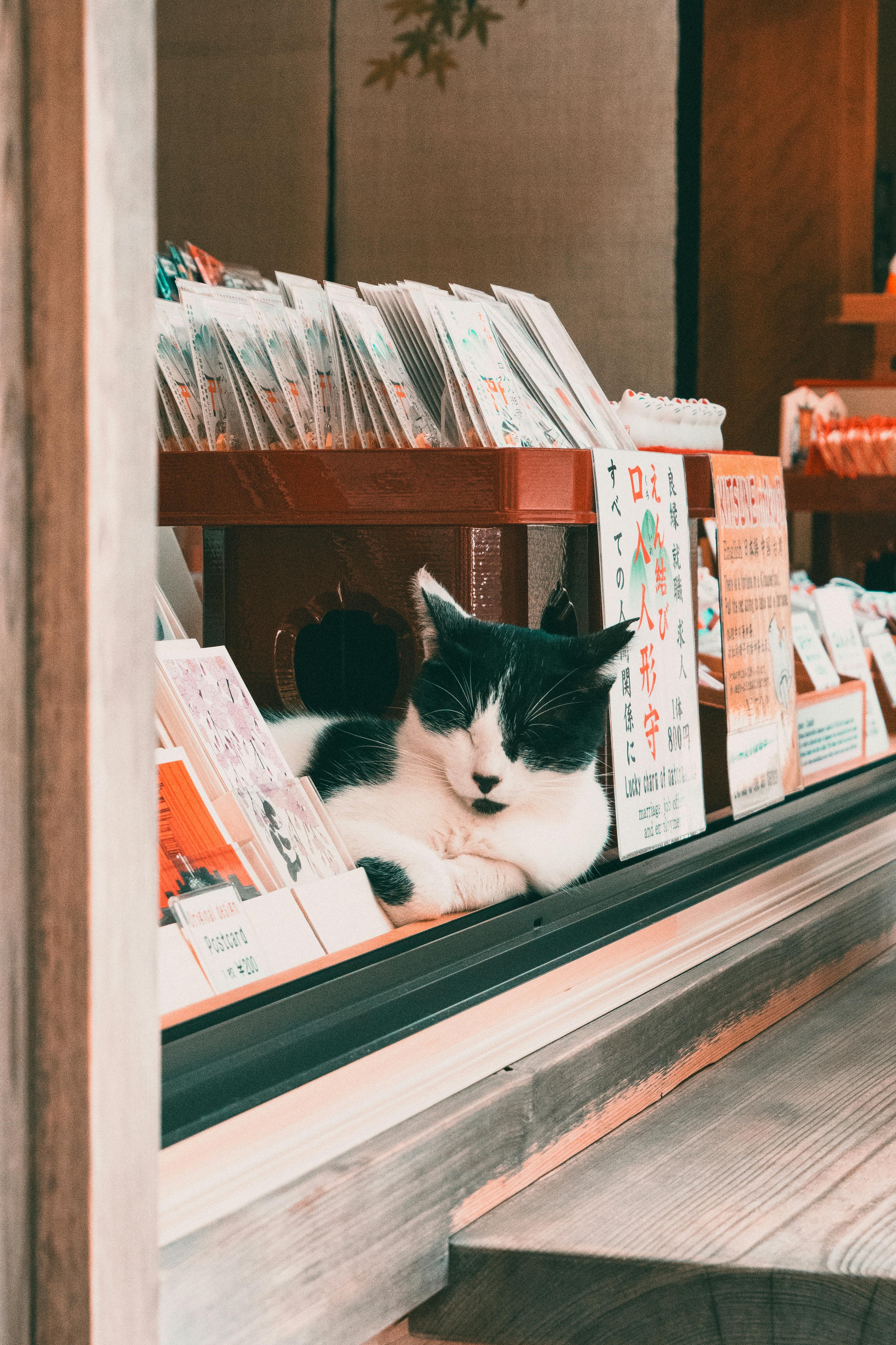 200,000+张最精彩的“Anime Japan Wallpaper”图片 · 100%免费下载 · Pexels素材图片