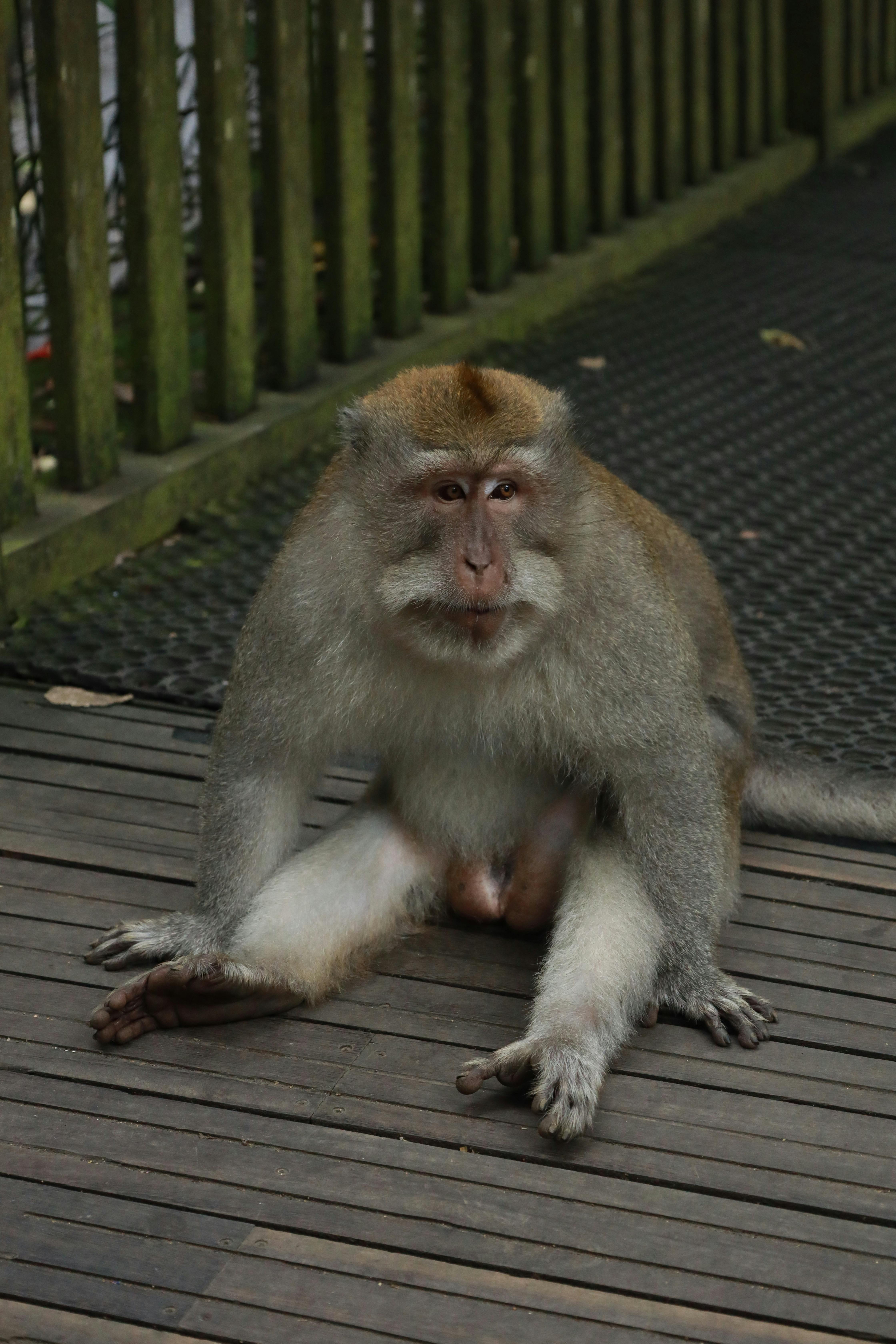 Photo Of Monkey · Free Stock Photo