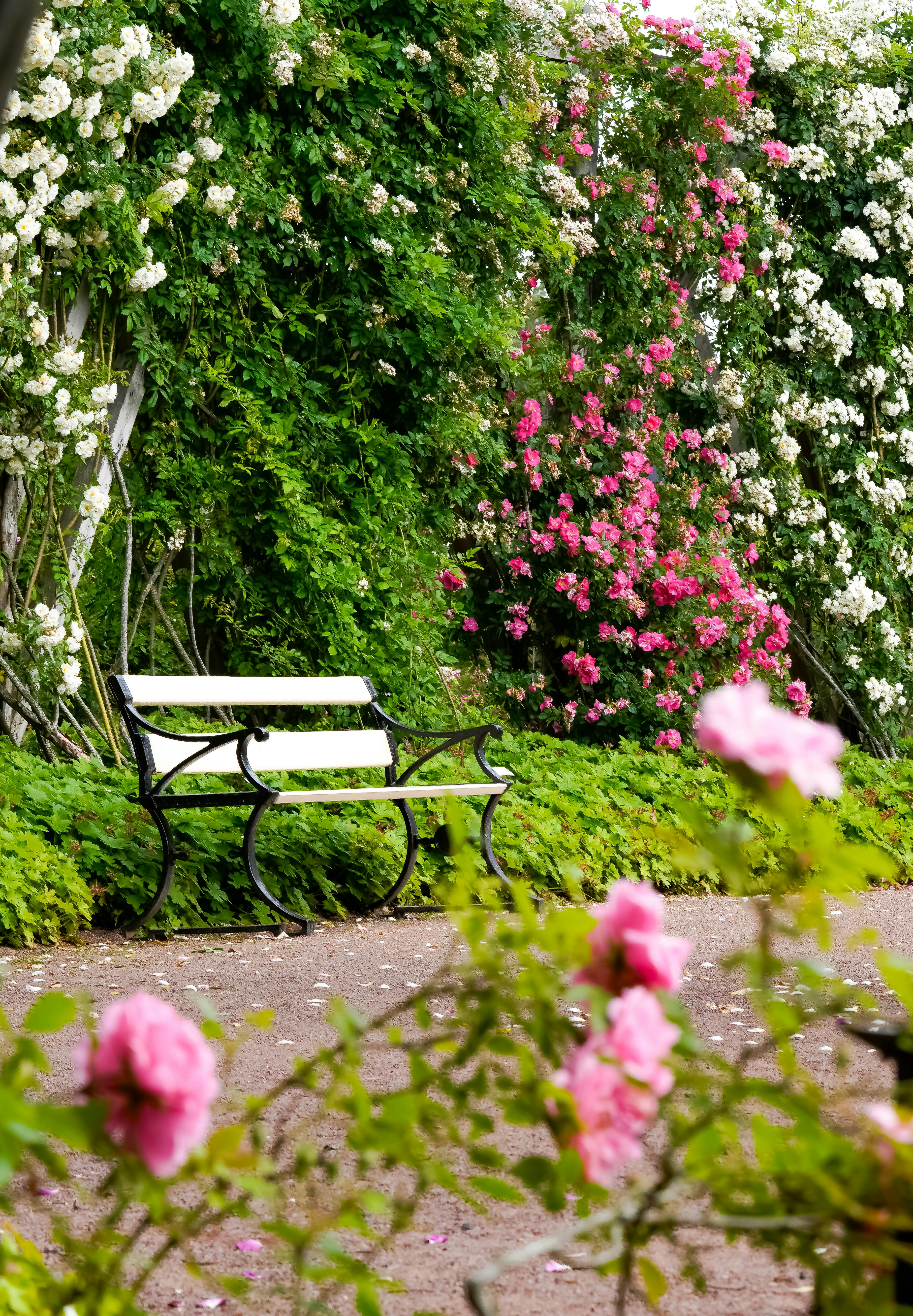 Flowers behind Bench in Park · Free Stock Photo