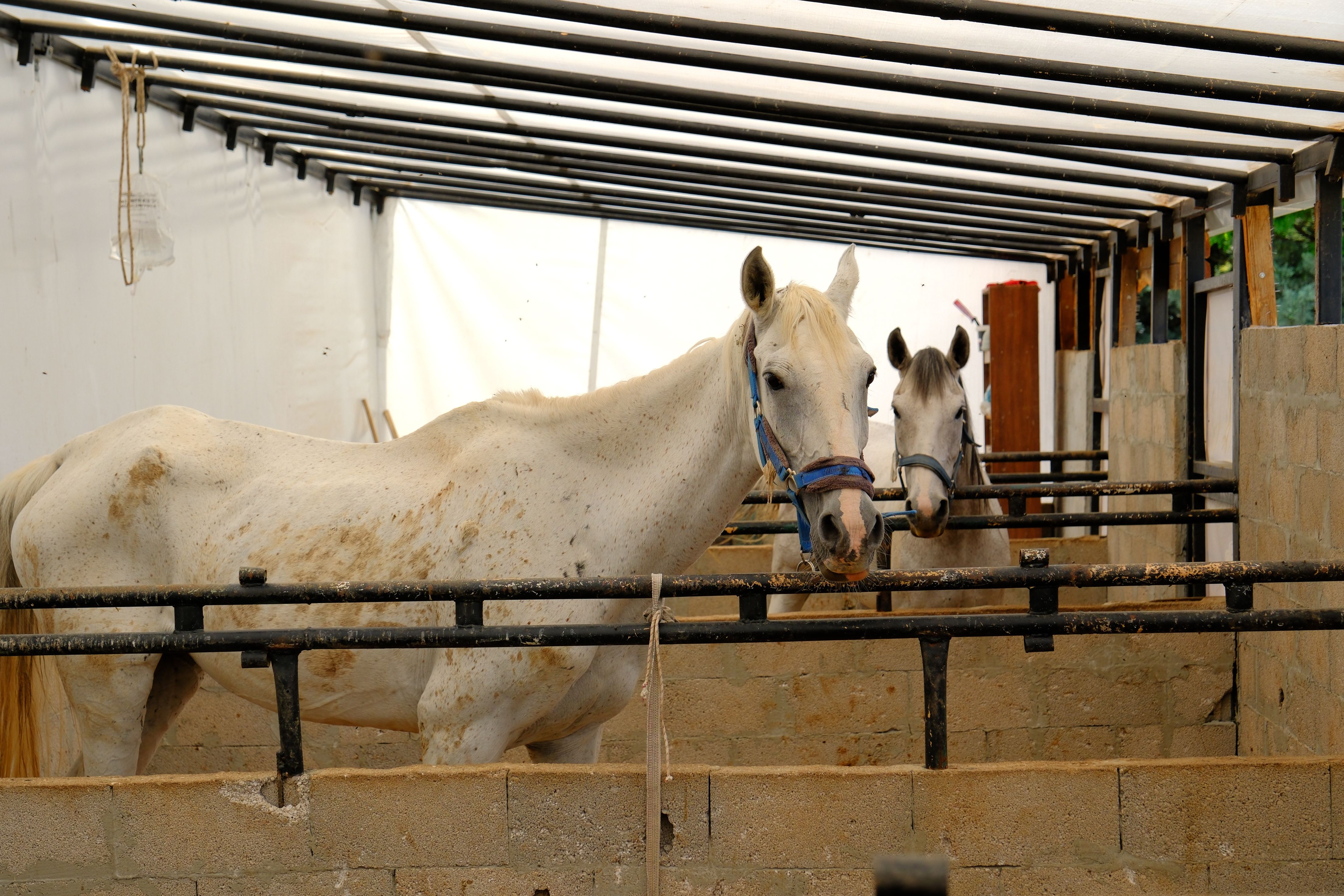 Horses in a Stable · Free Stock Photo