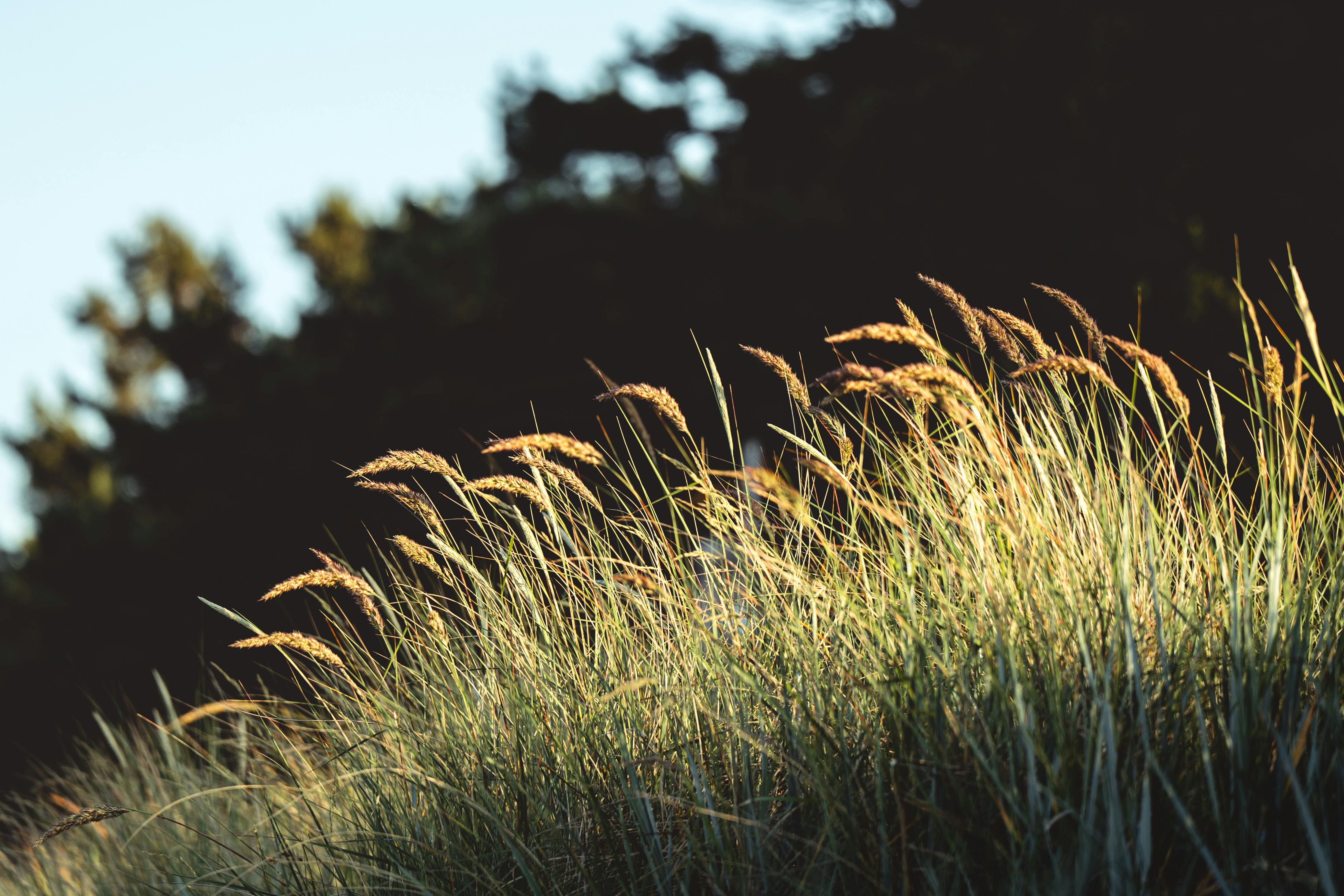 Grass Spikes in Summer · Free Stock Photo