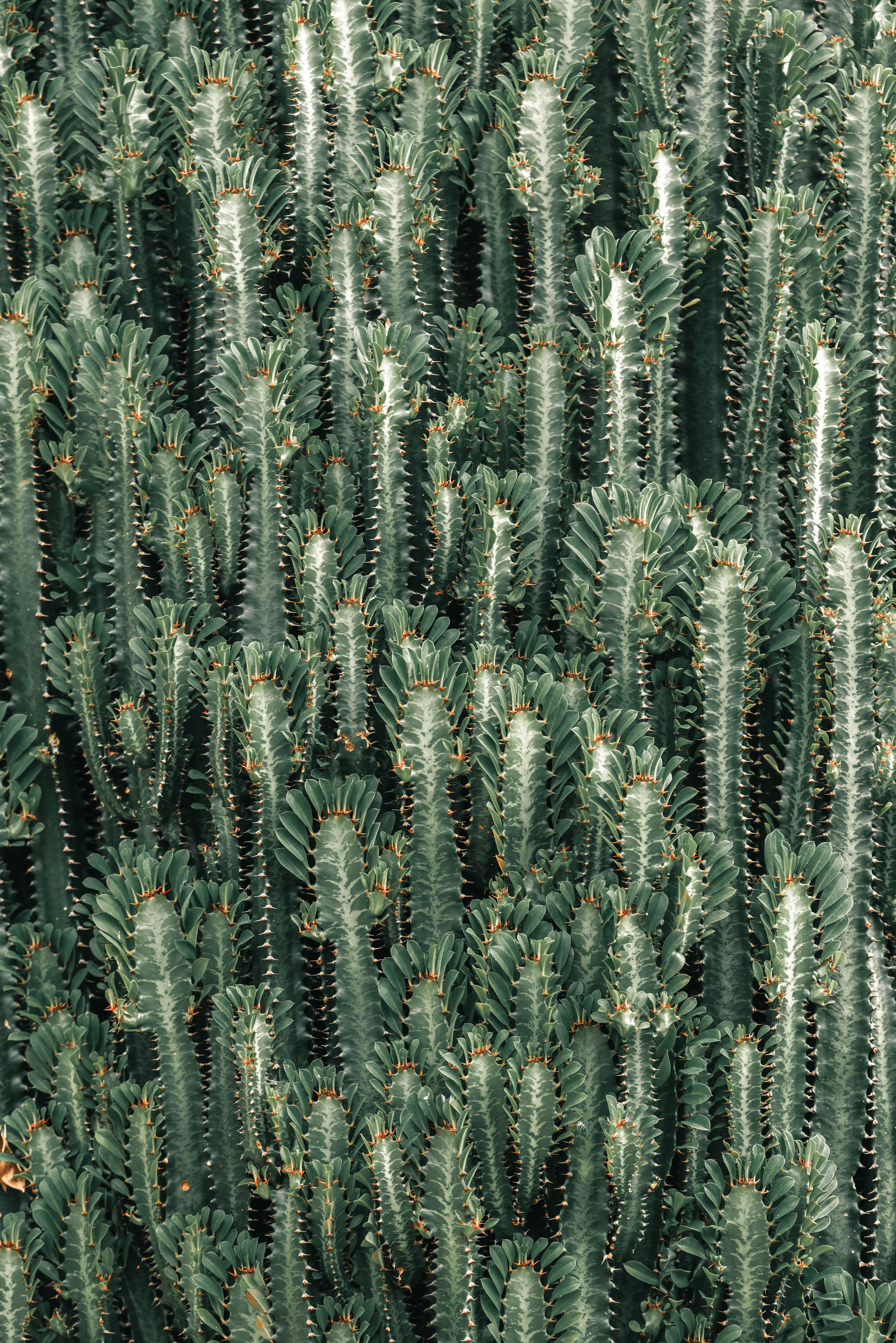 Spiky cactus growing in sunny exotic park · Free Stock Photo