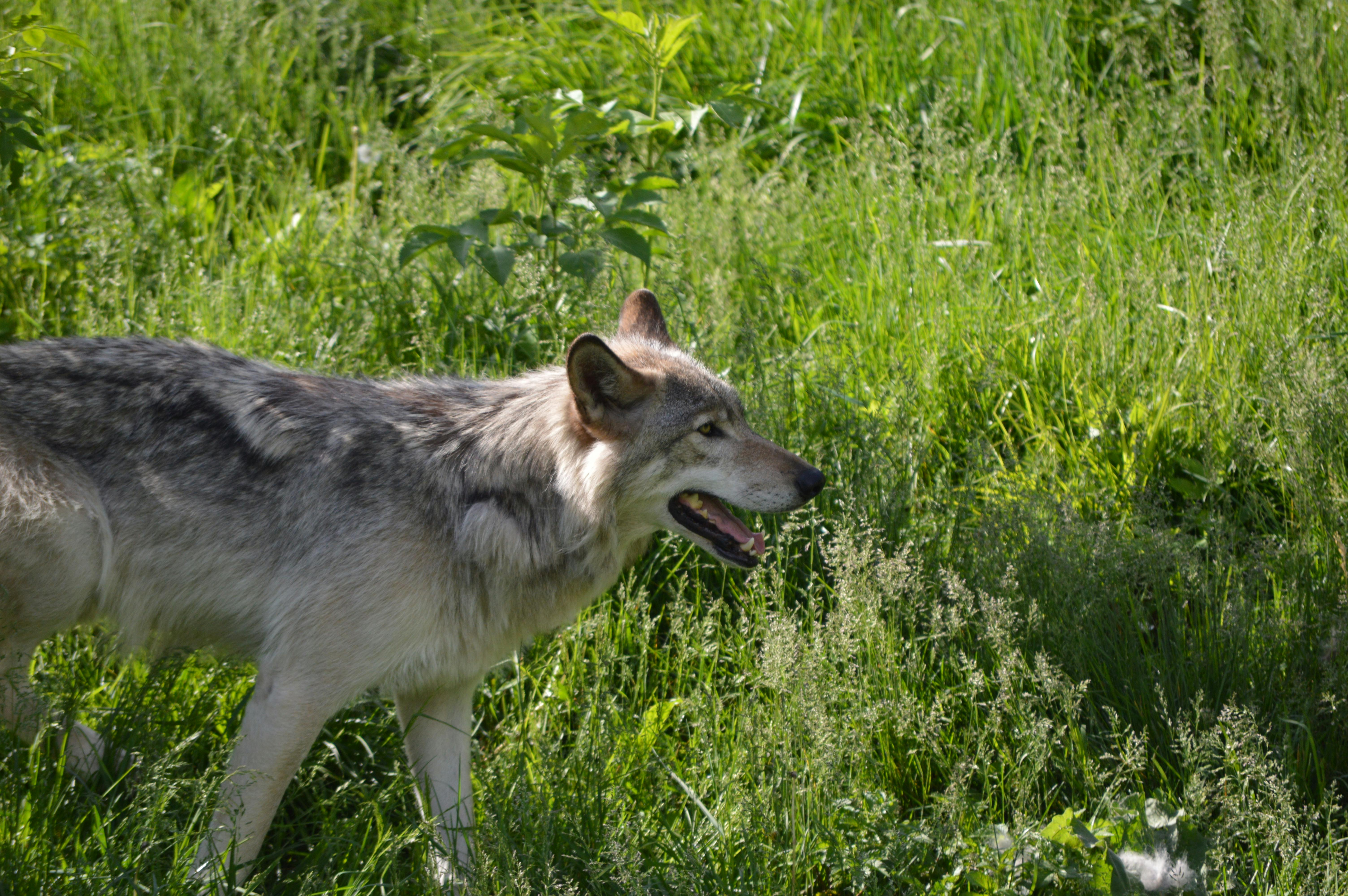 Brown Wolf Standing on Green Grass · Free Stock Photo