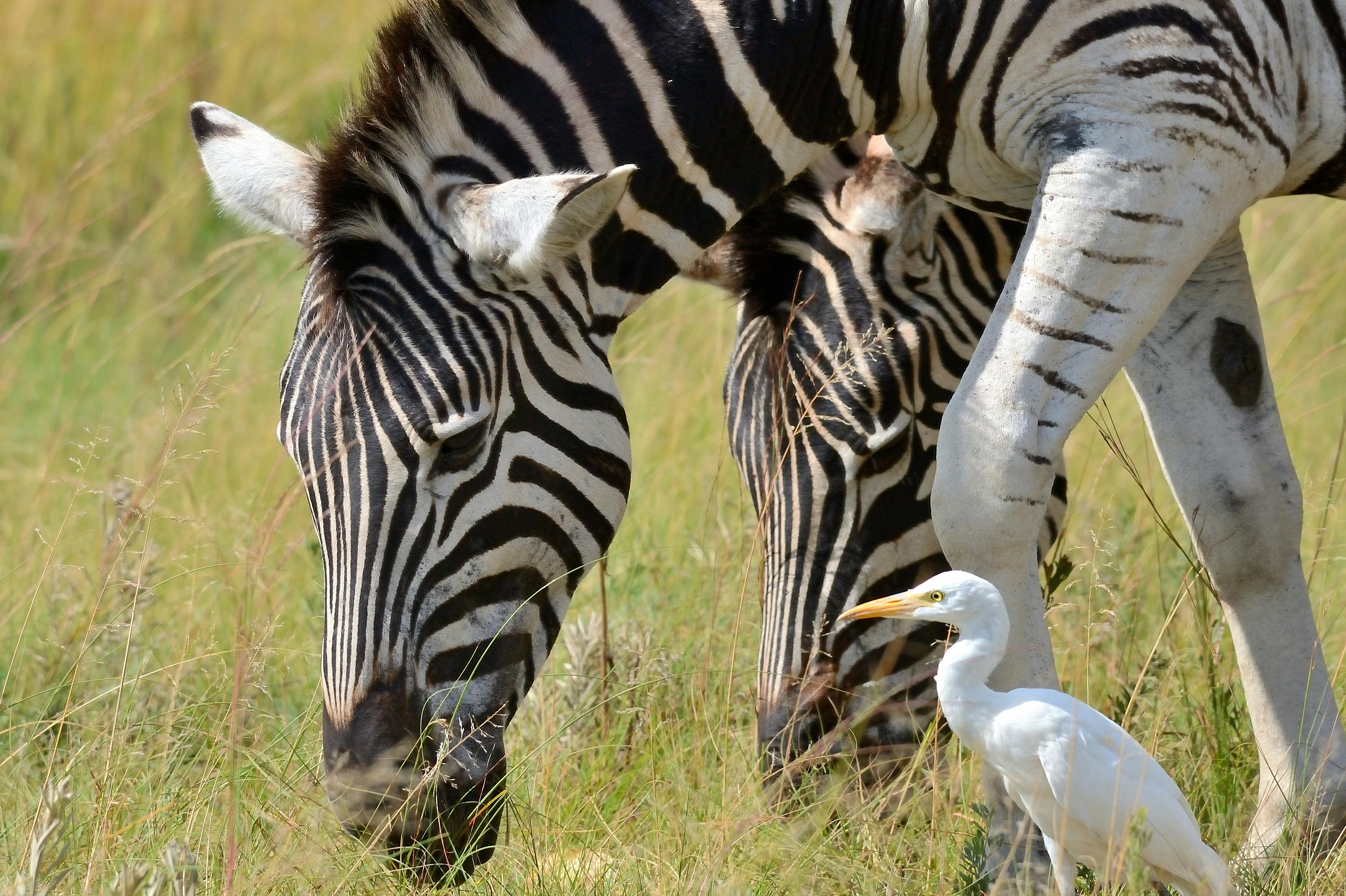 Zebras · Free Stock Photo