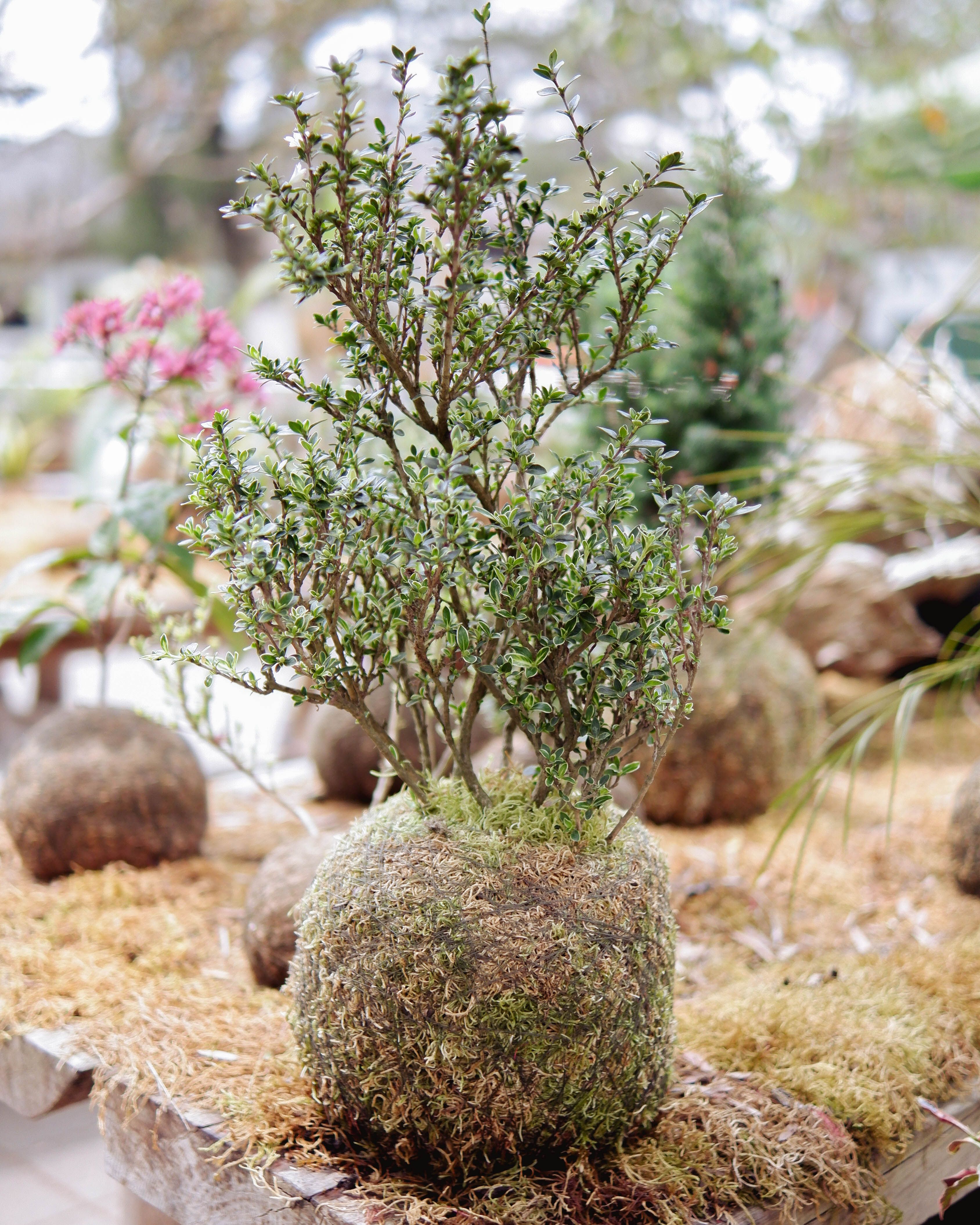 Foto de stock gratuita sobre amante de las plantas, amante del jardín ...