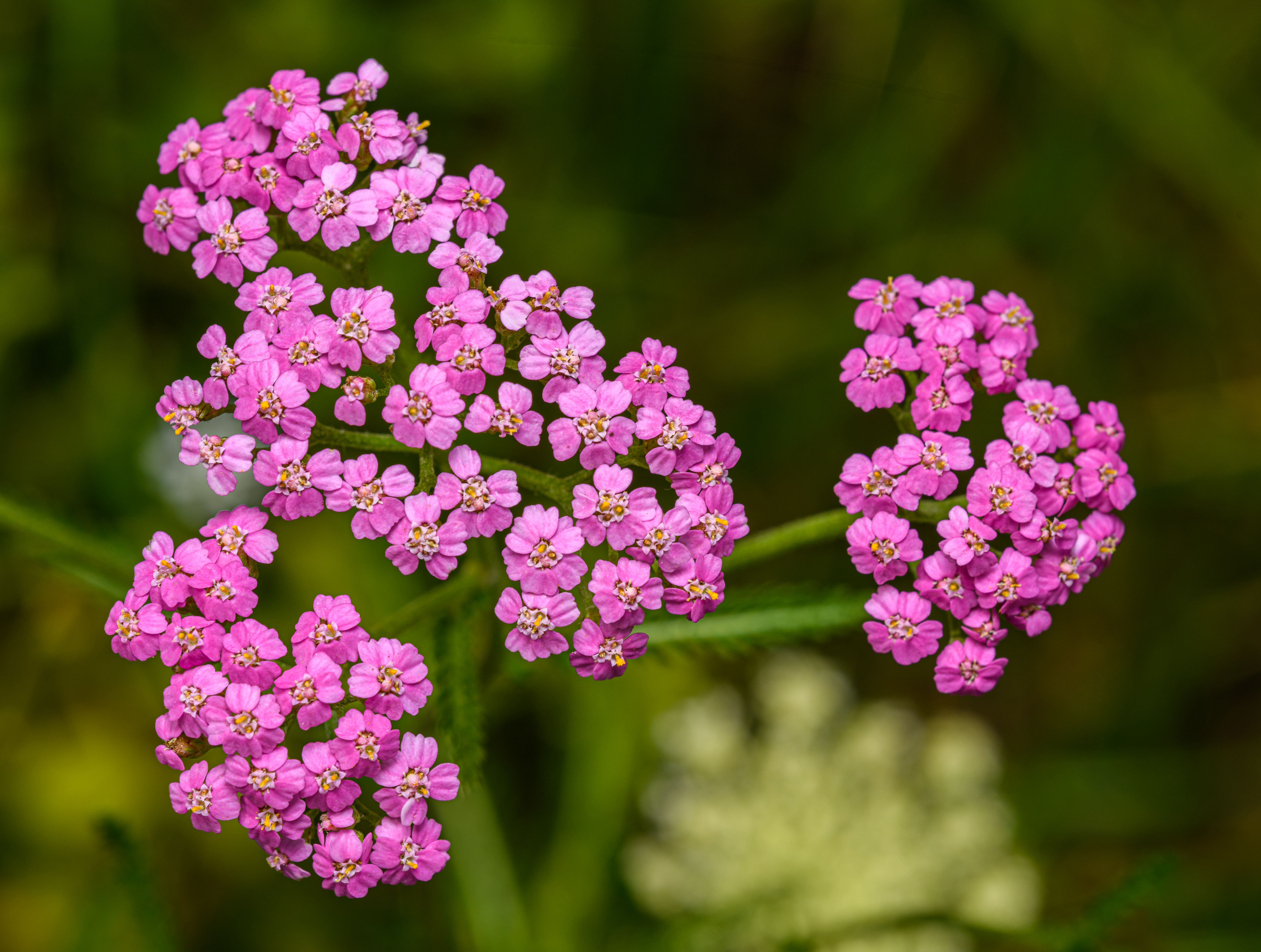 Closeup of Little Pink Yarrow Flowers · Free Stock Photo