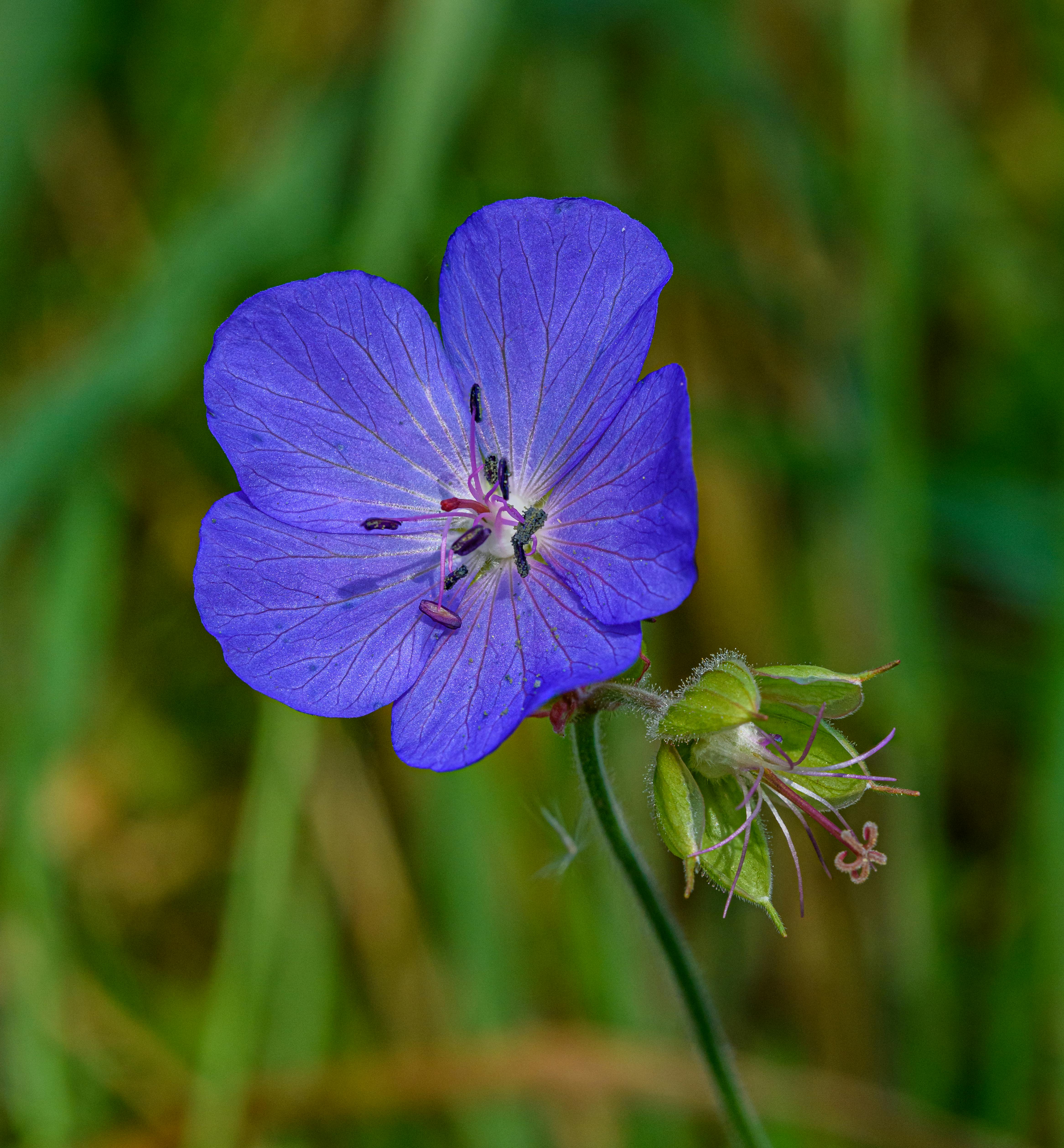 Blue Flowering Geranium · Free Stock Photo