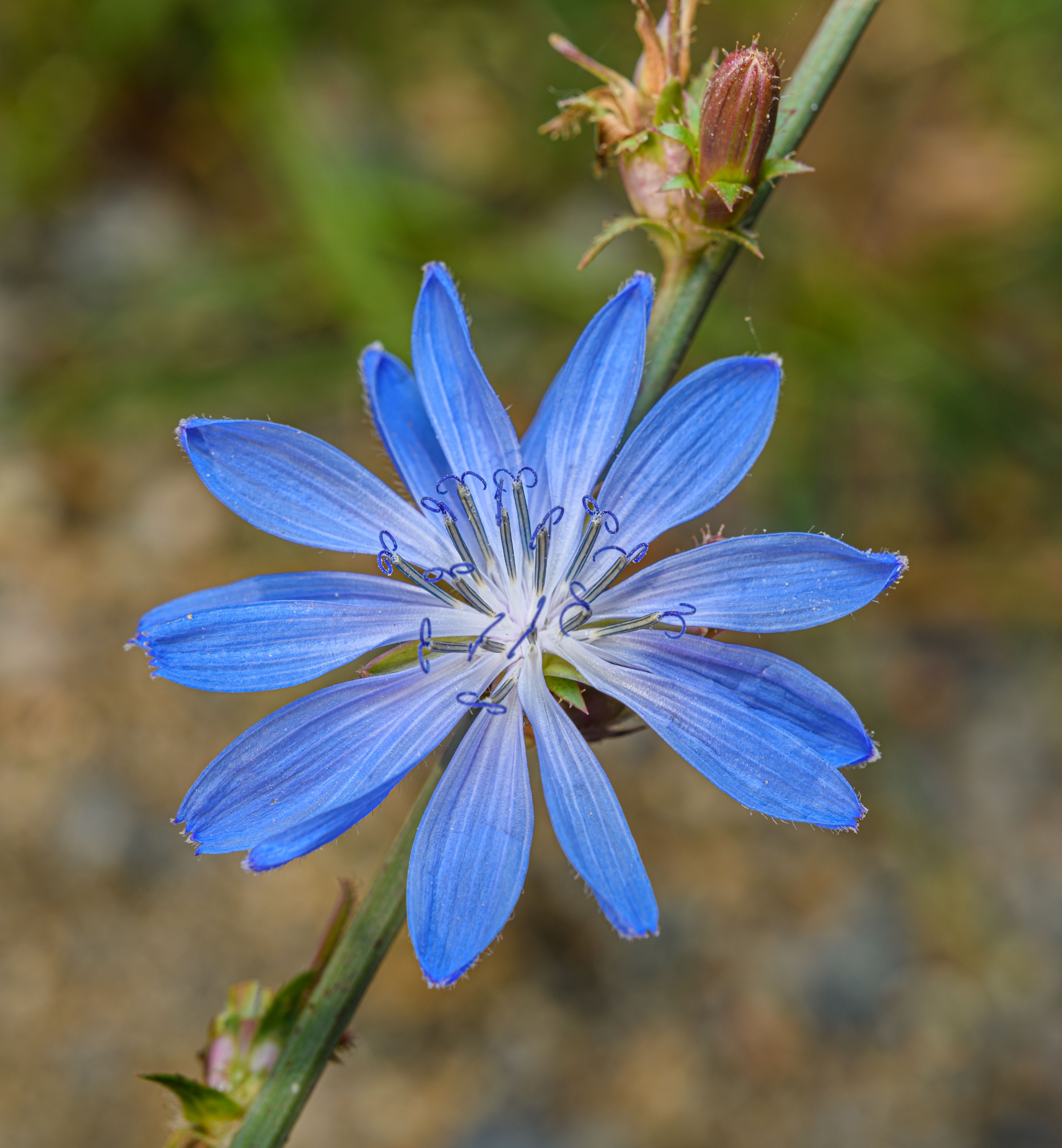 Chicory Photos, Download The BEST Free Chicory Stock Photos & HD Images