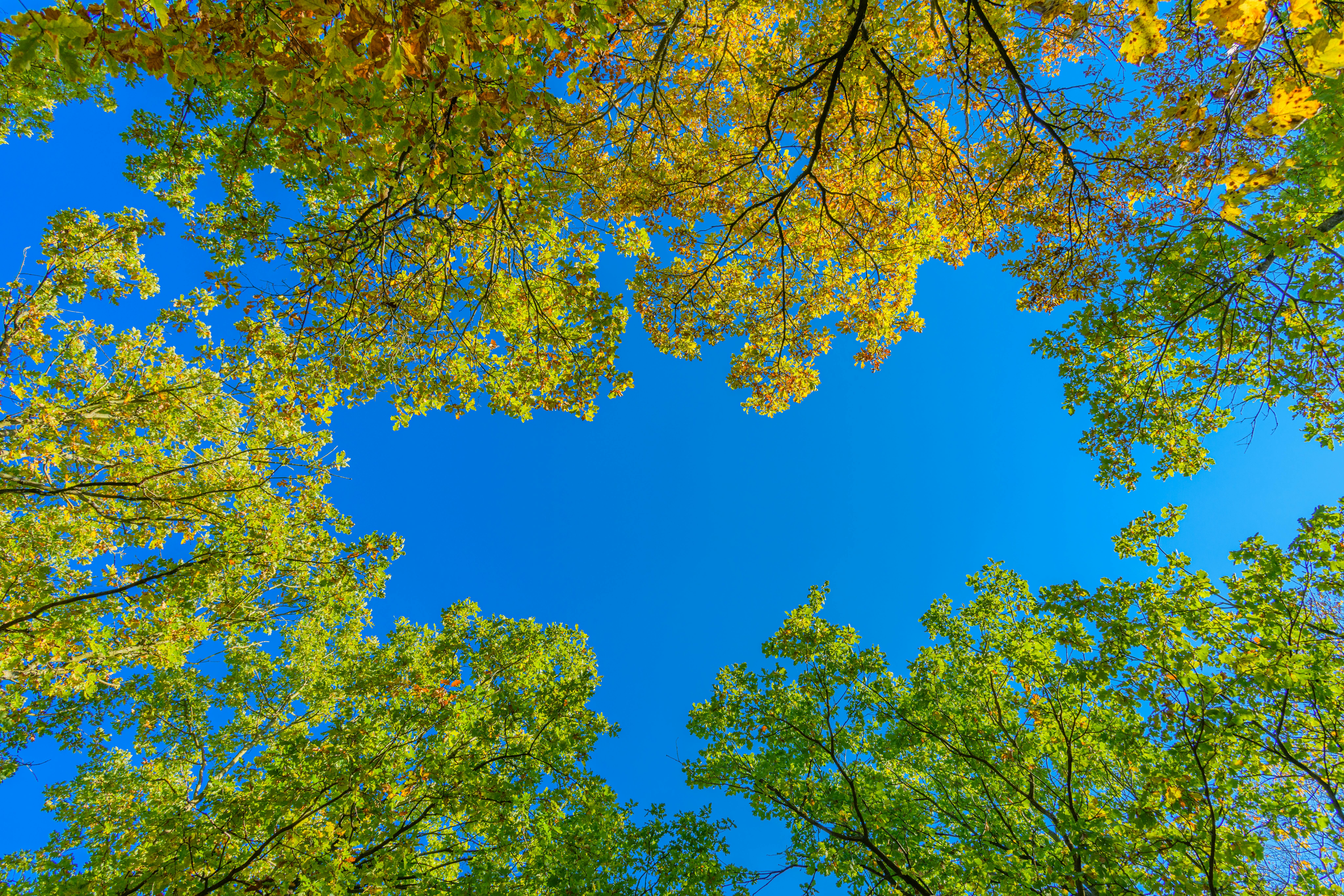 Low Angle Shot of Trees · Free Stock Photo