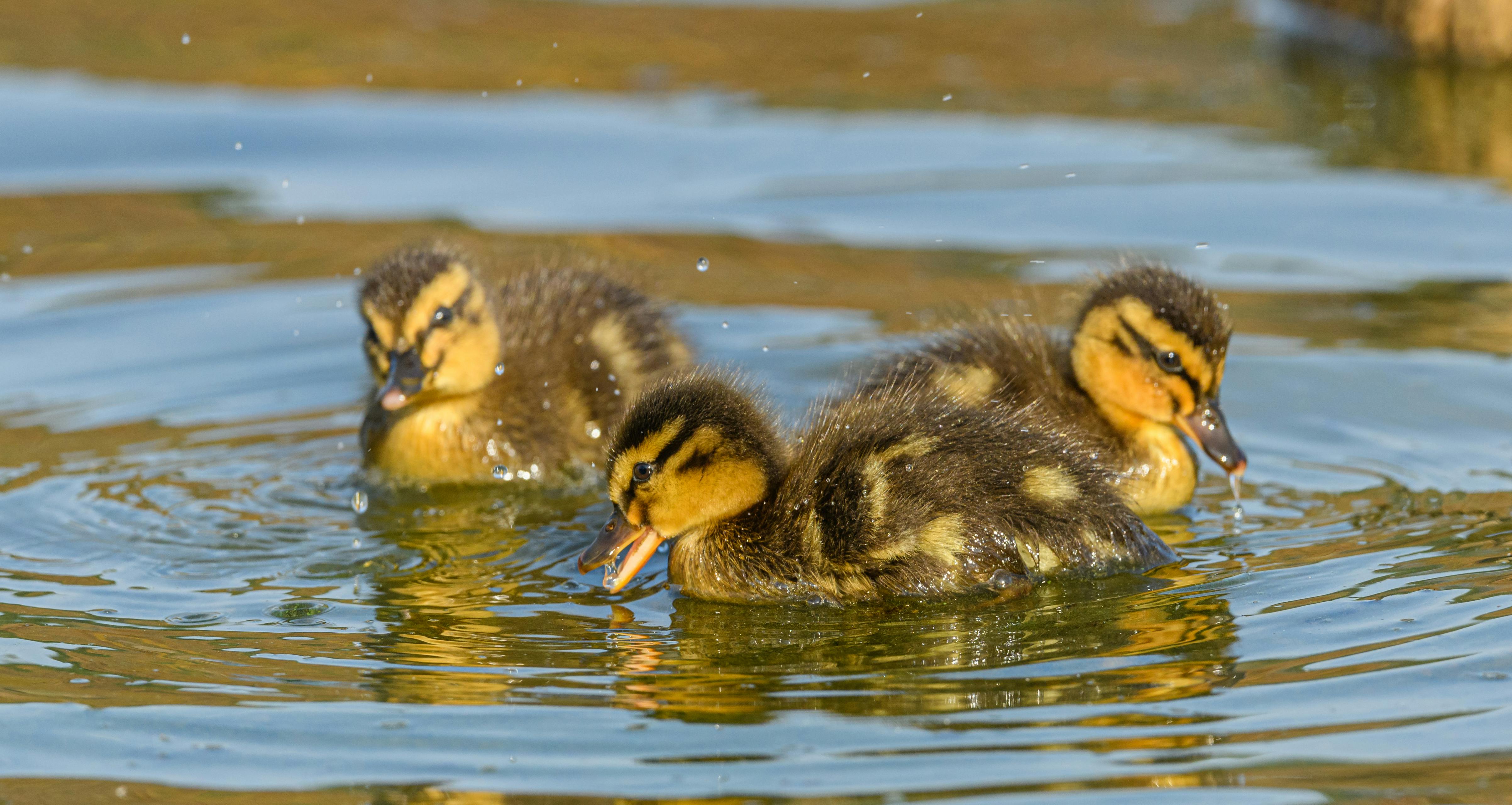 Photography of Ducklings at Green Grass Field during Daytime · Free ...