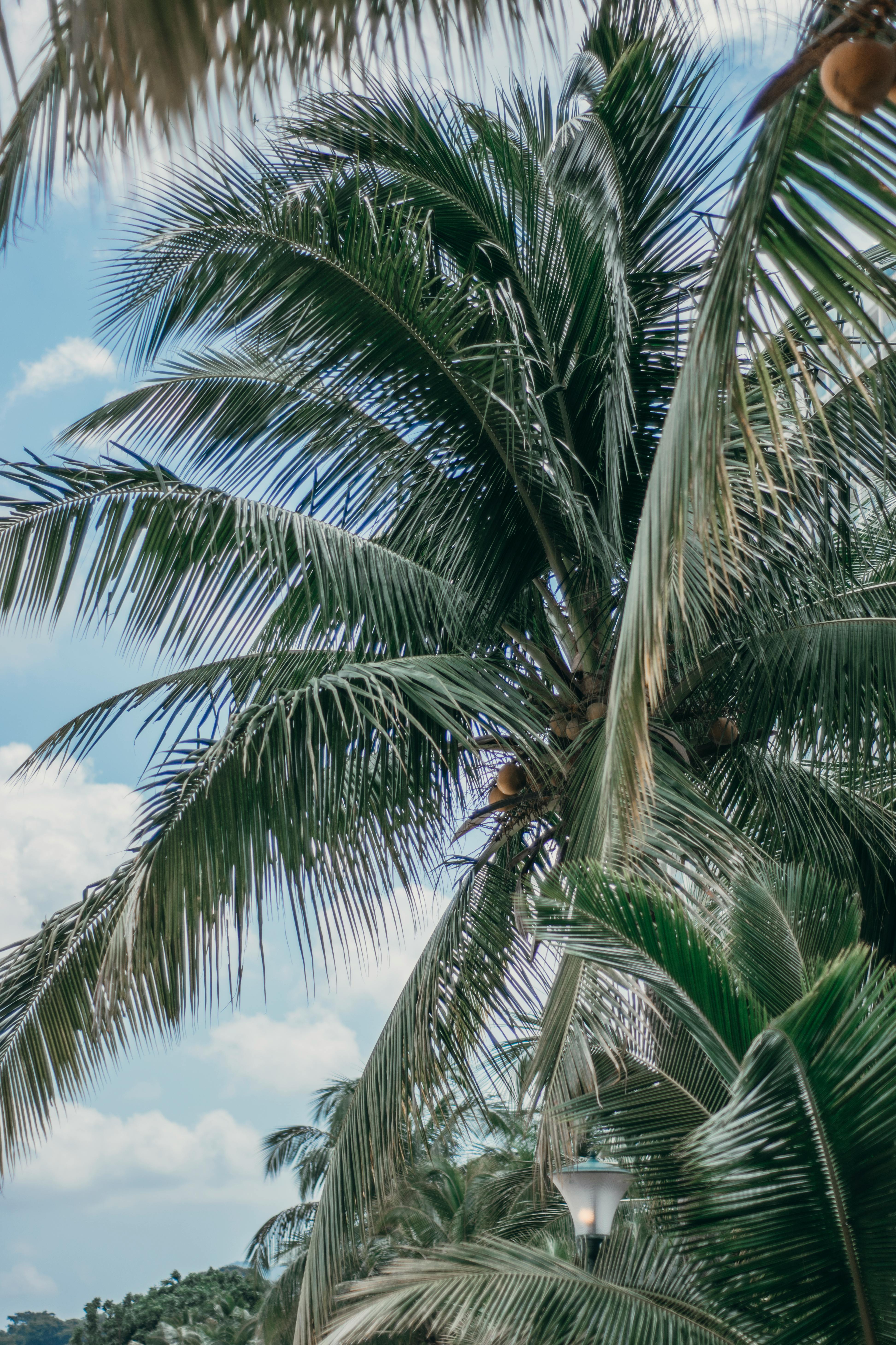 Green Coconut Tree · Free Stock Photo