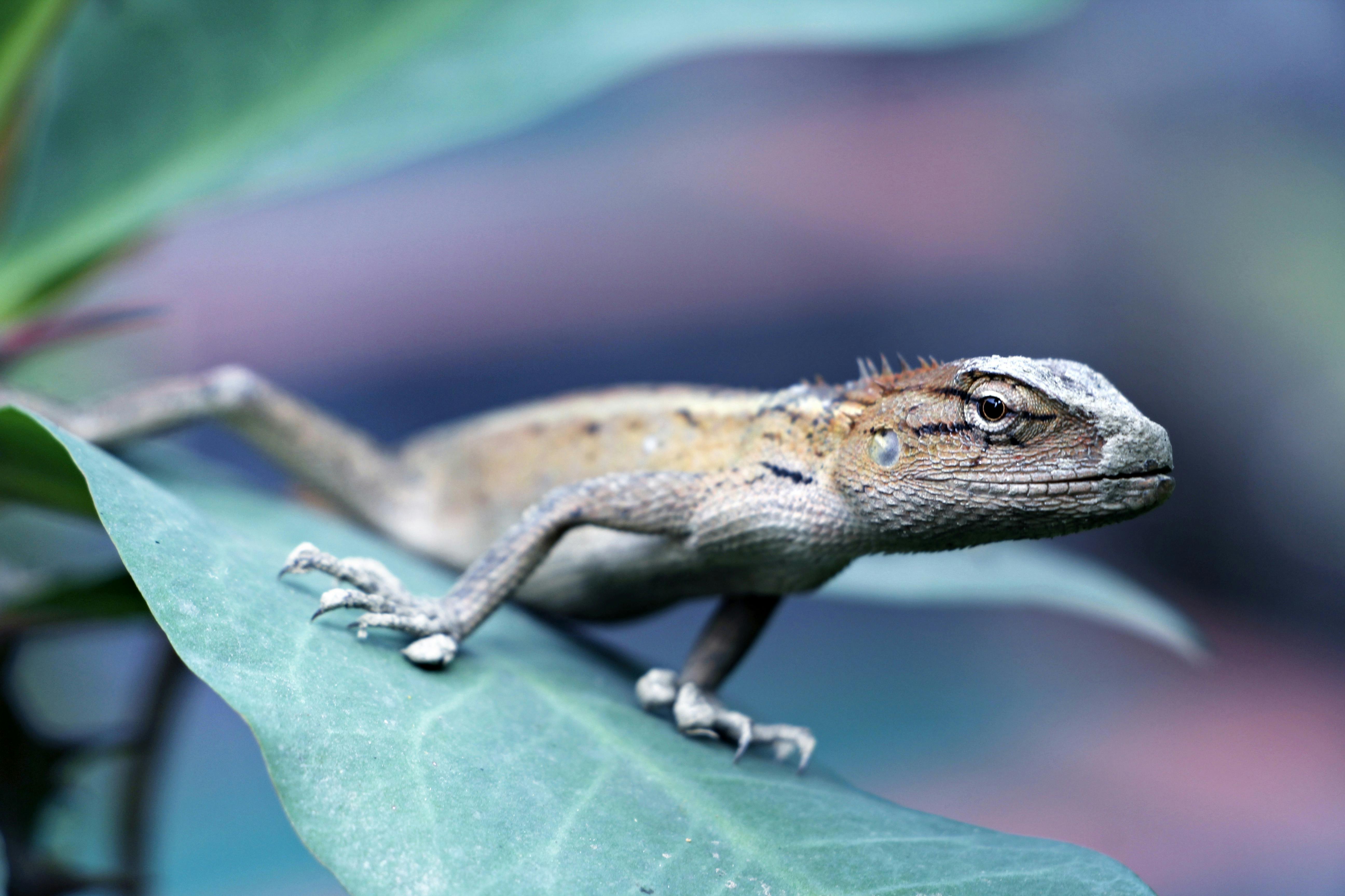 Close up of a Lizard · Free Stock Photo