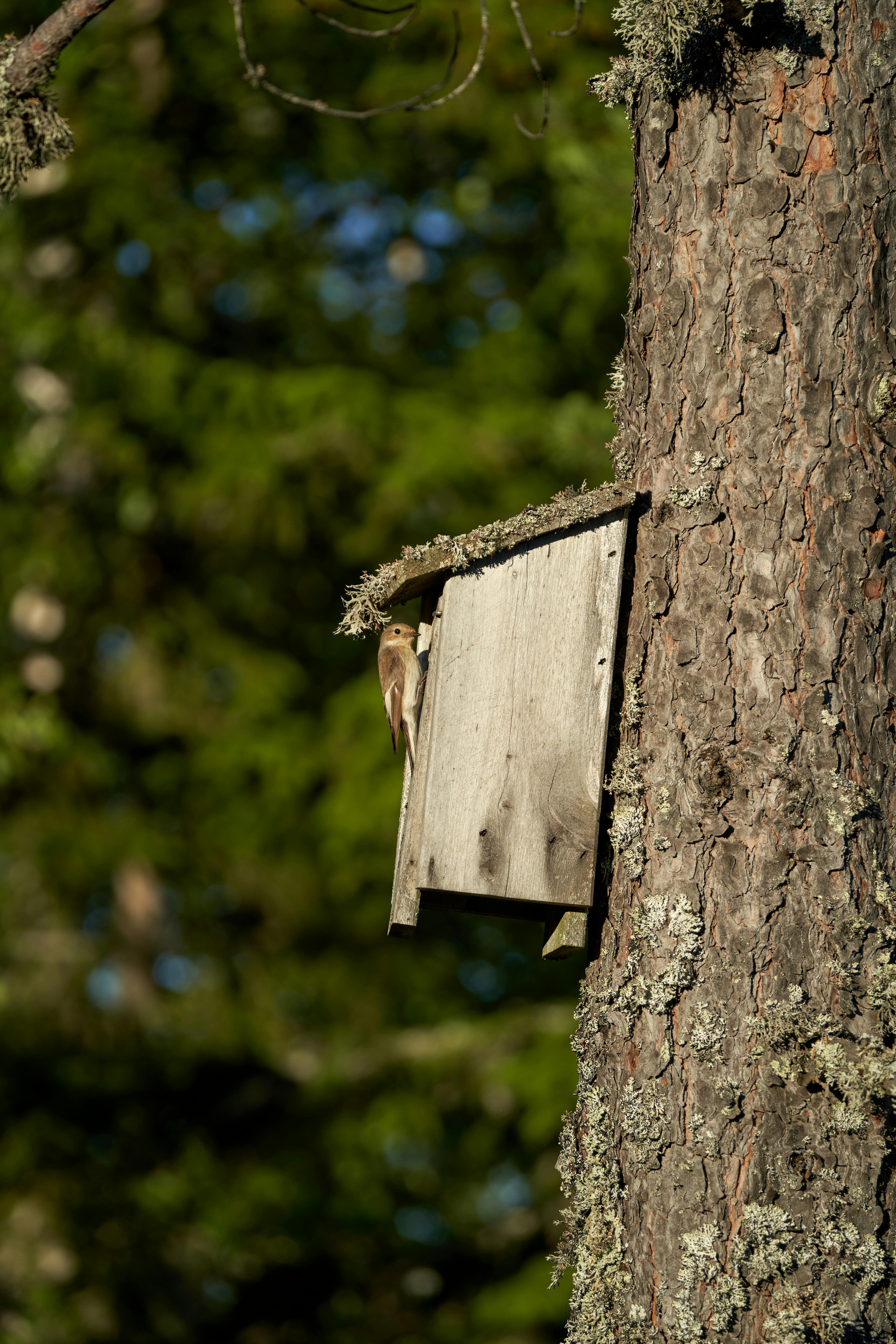 A female pied flycatcher sits at the entrance of a man-made nest box ...