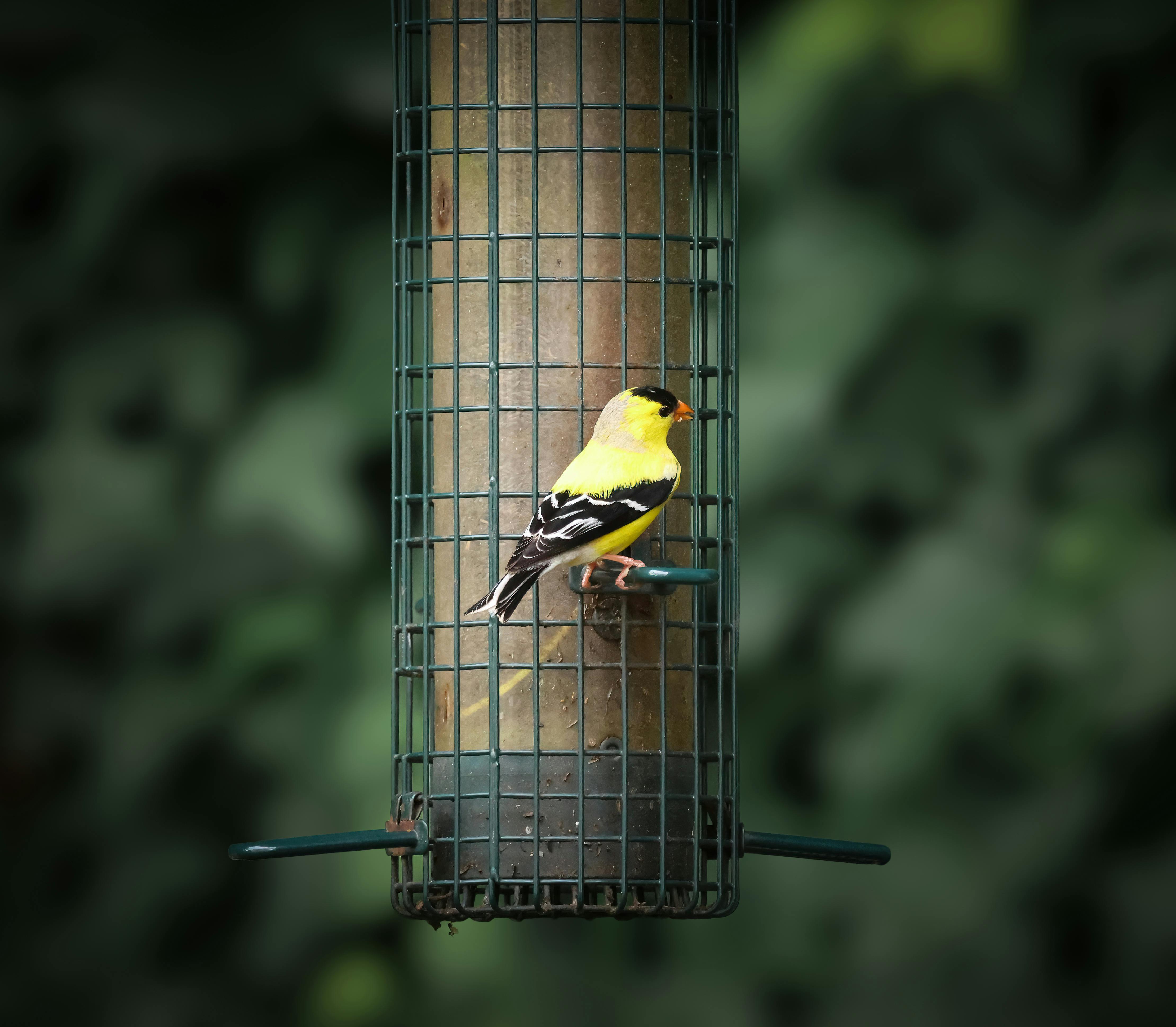 Backyard Bird Watching Photos, Download The BEST Free Backyard Bird ...