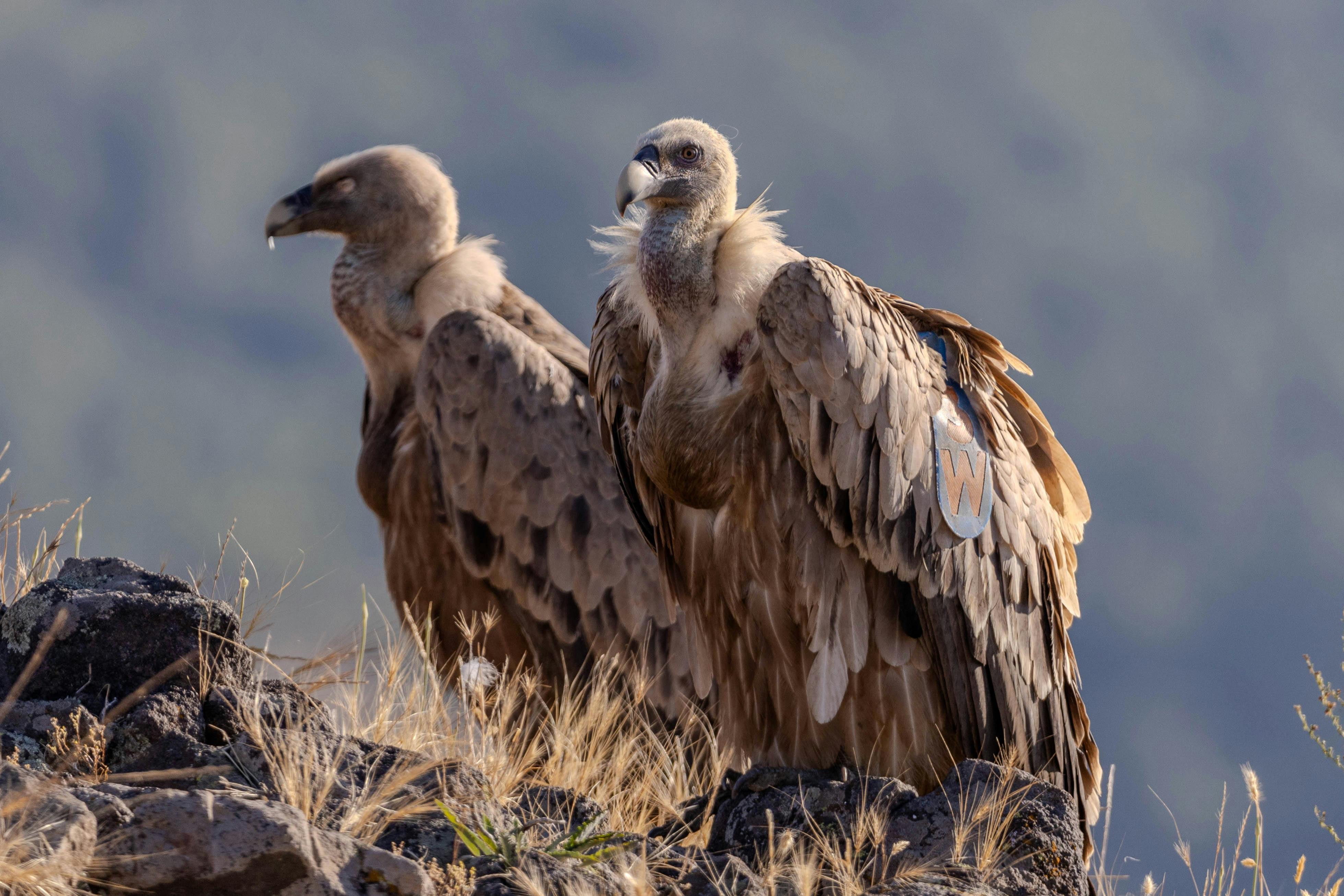 Two Vultures Standing Outdoors · Free Stock Photo