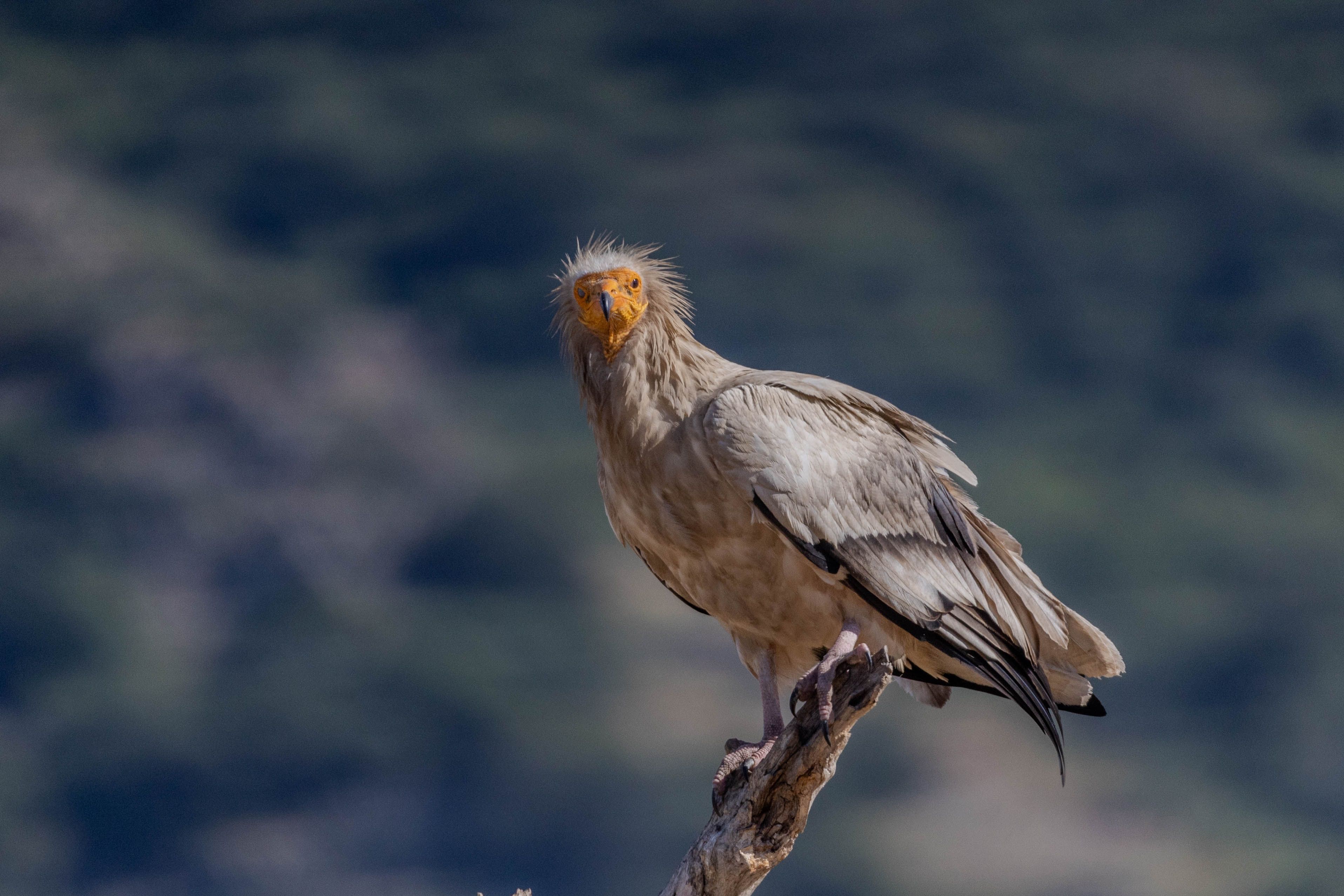 Vulture Perching on Branch · Free Stock Photo