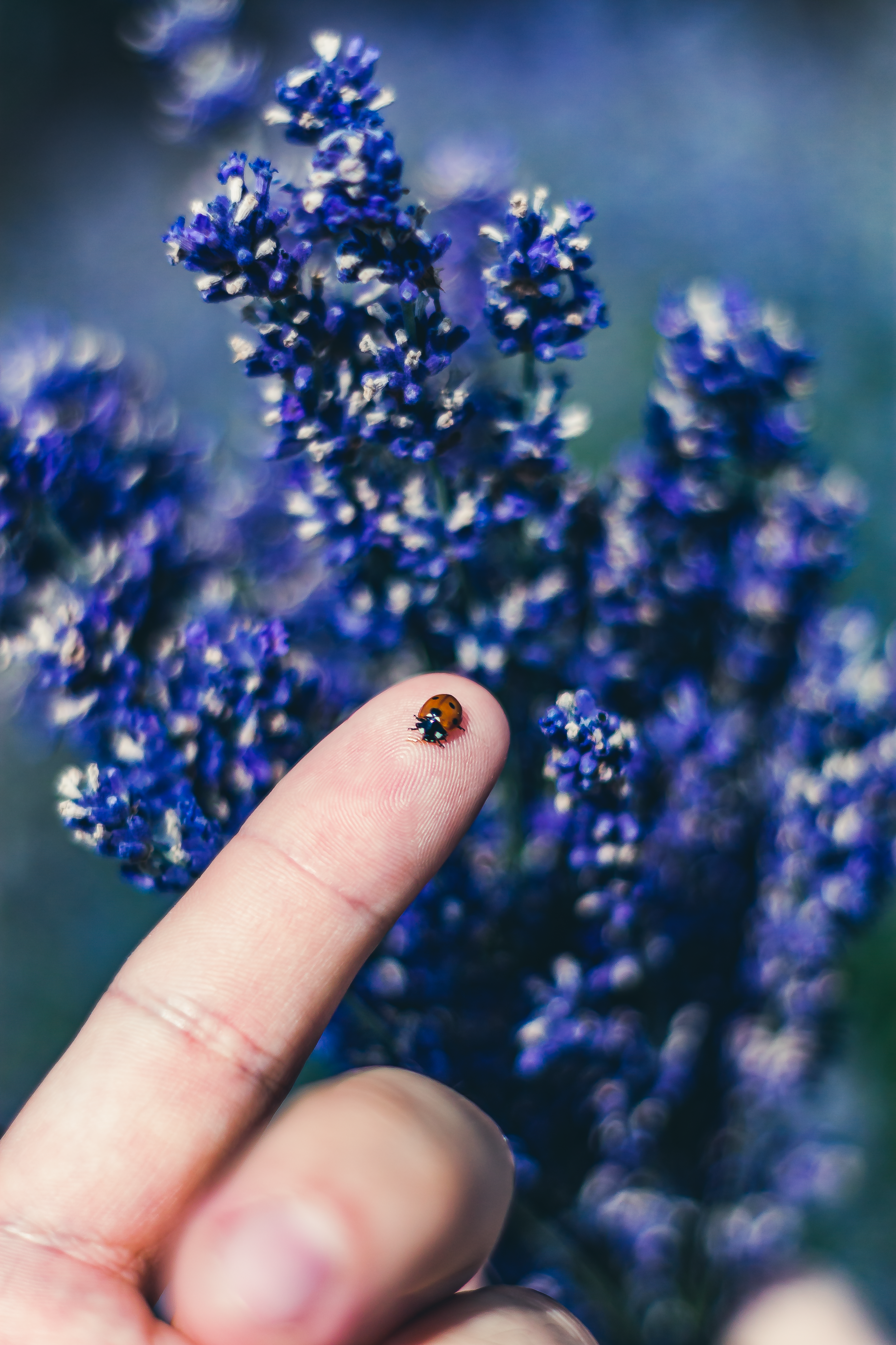 Ladybug on Person Finger · Free Stock Photo