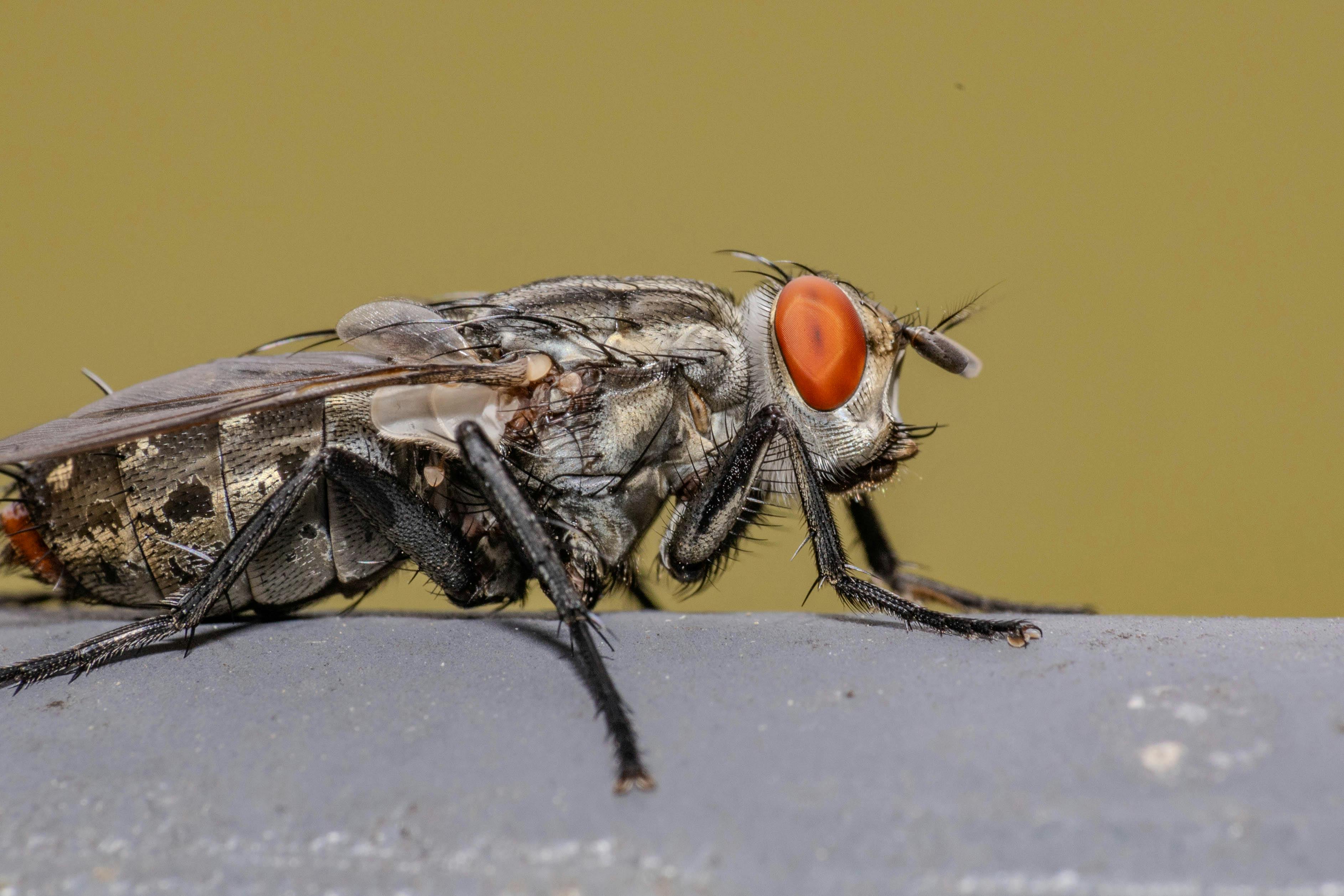 Fly with Red Eye · Free Stock Photo