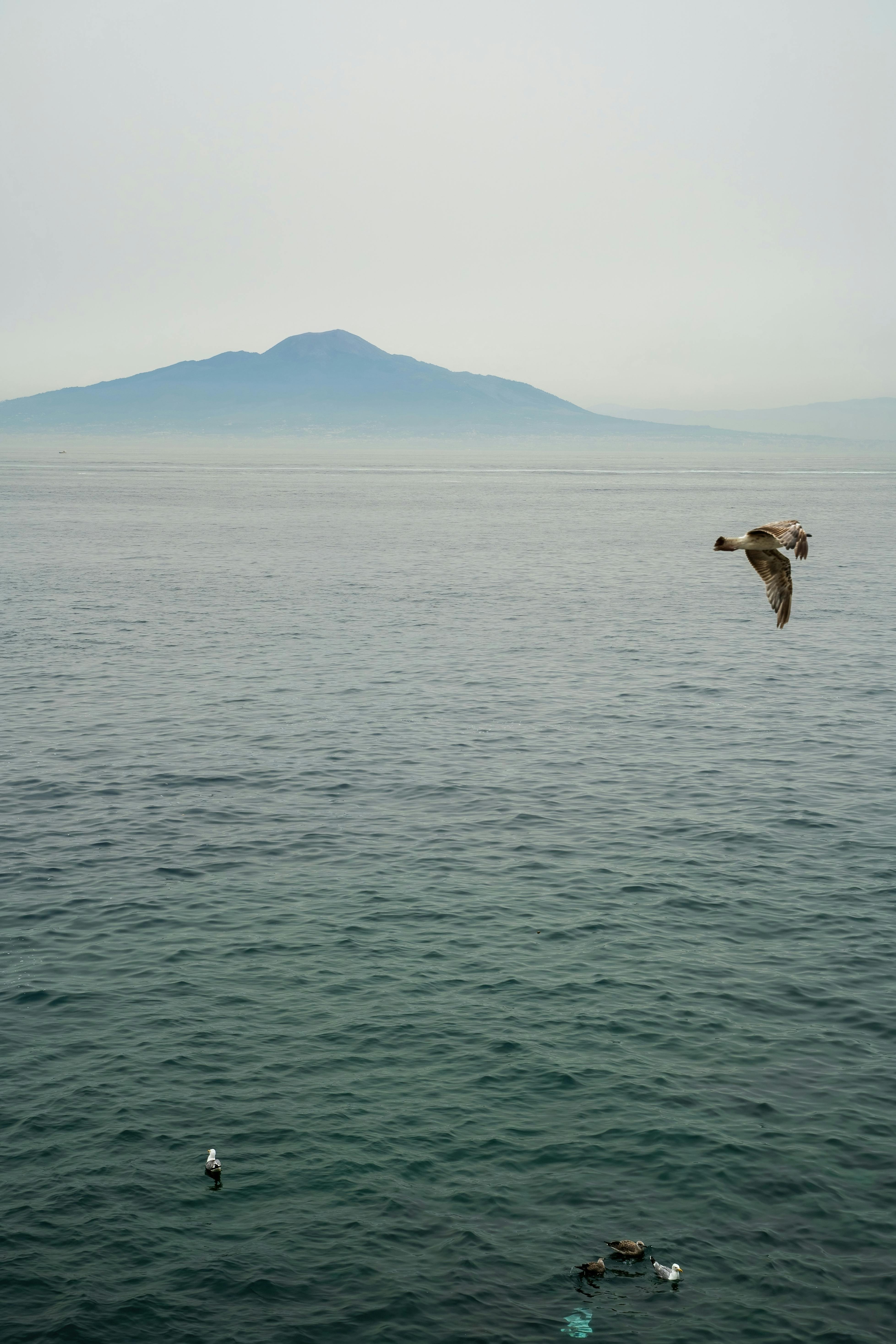 Hawk Flying over Sea · Free Stock Photo