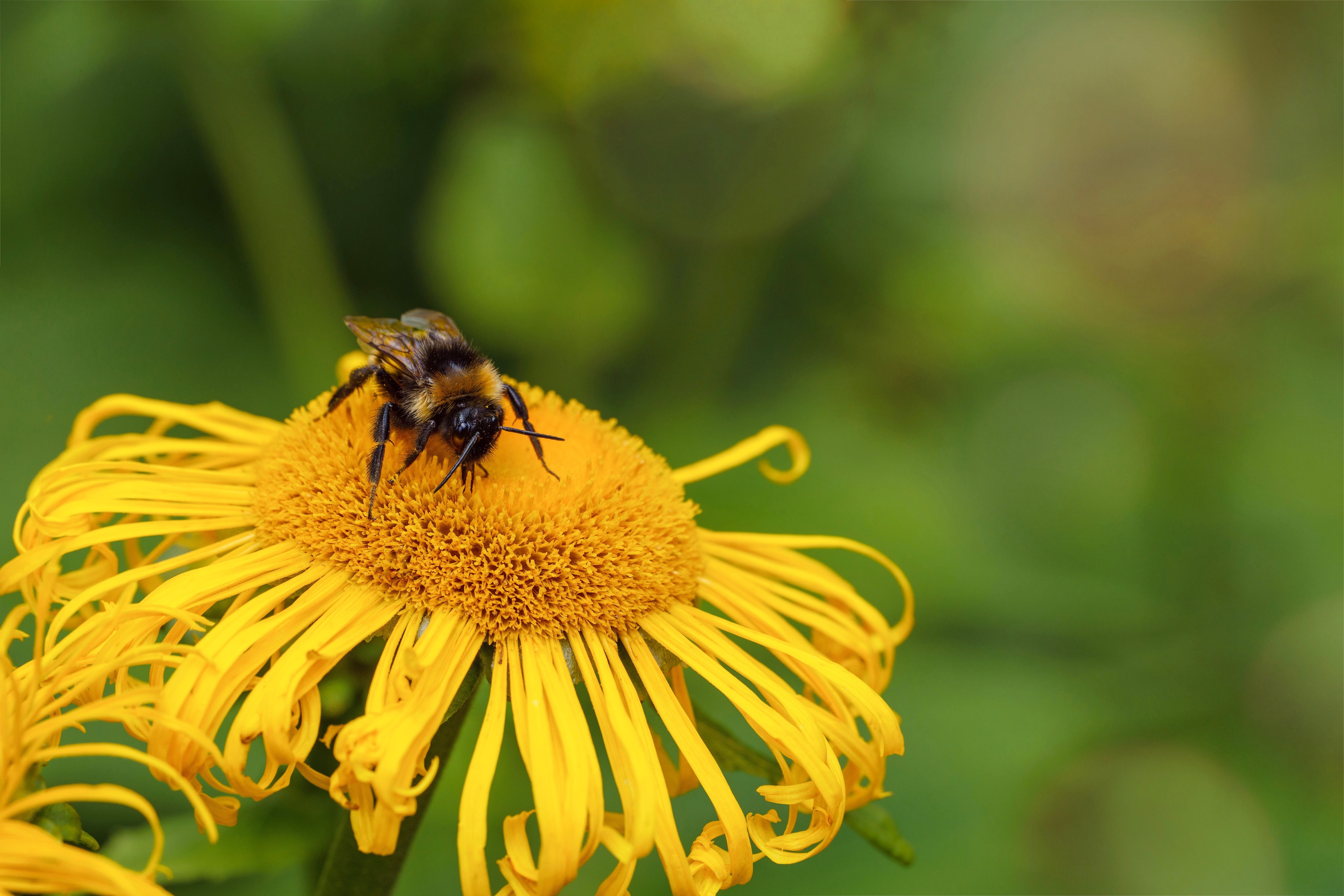 Close-up of Bee on Yellow Flower · Free Stock Photo