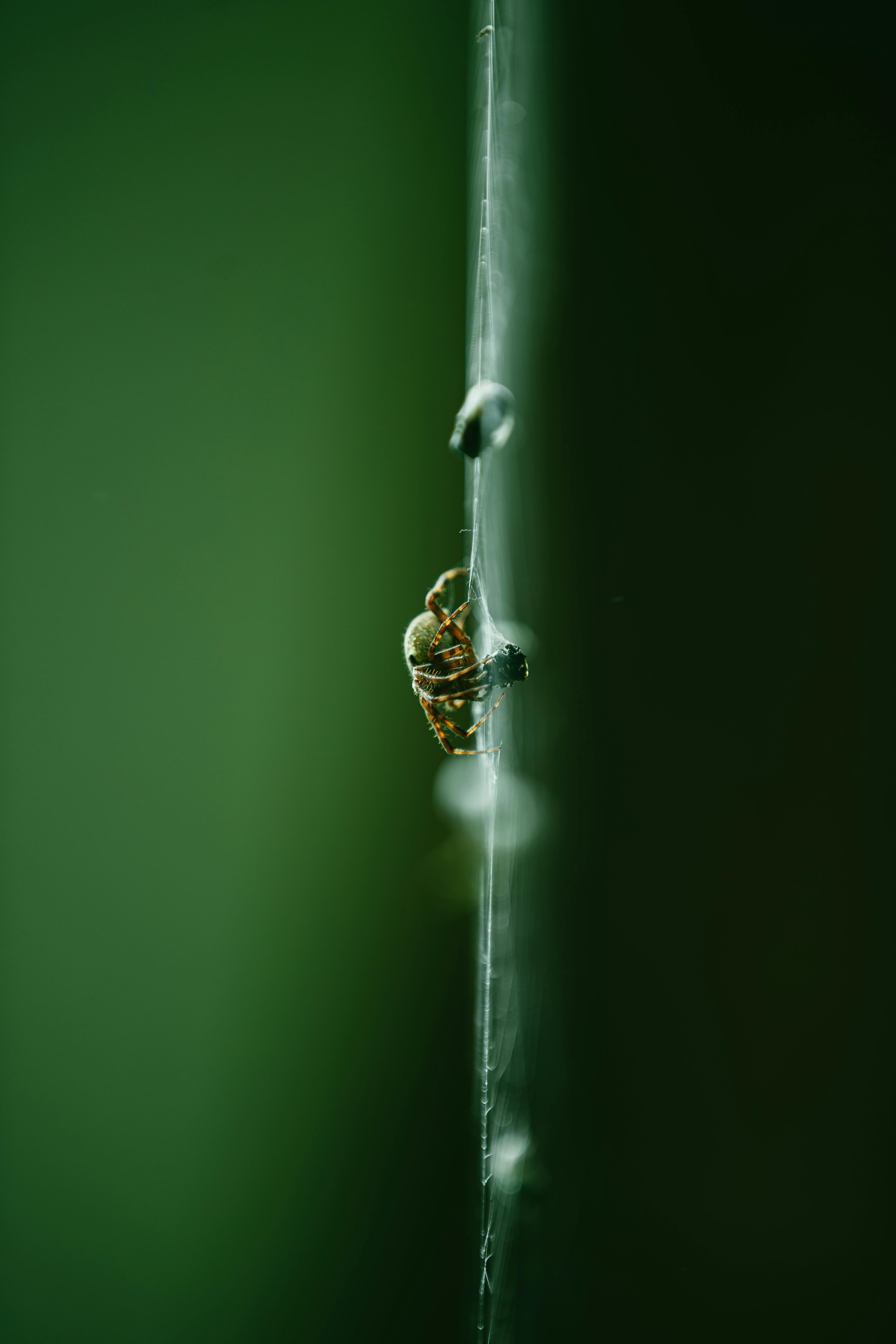 Spider on String of Web · Free Stock Photo