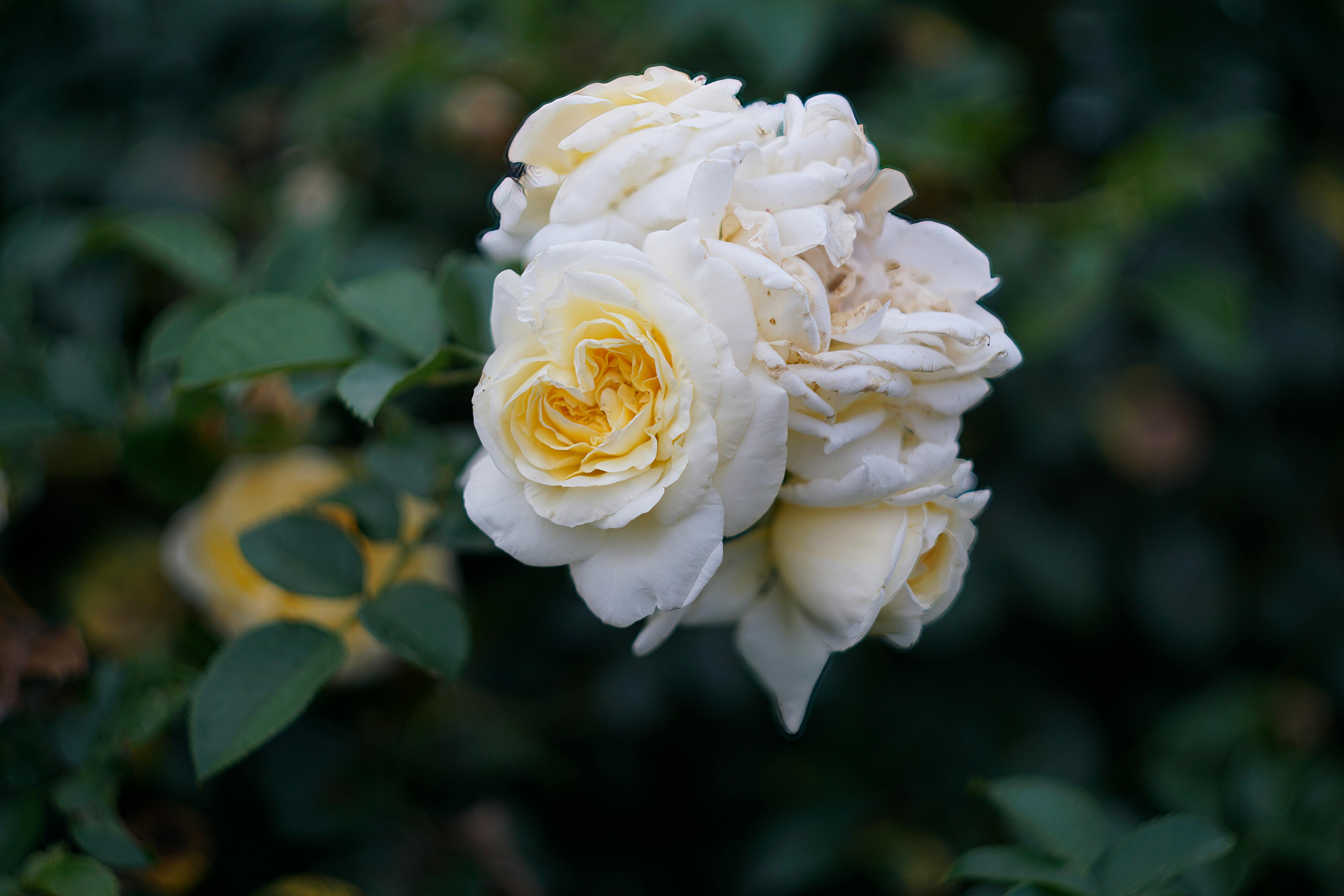 White Rose in Nature · Free Stock Photo