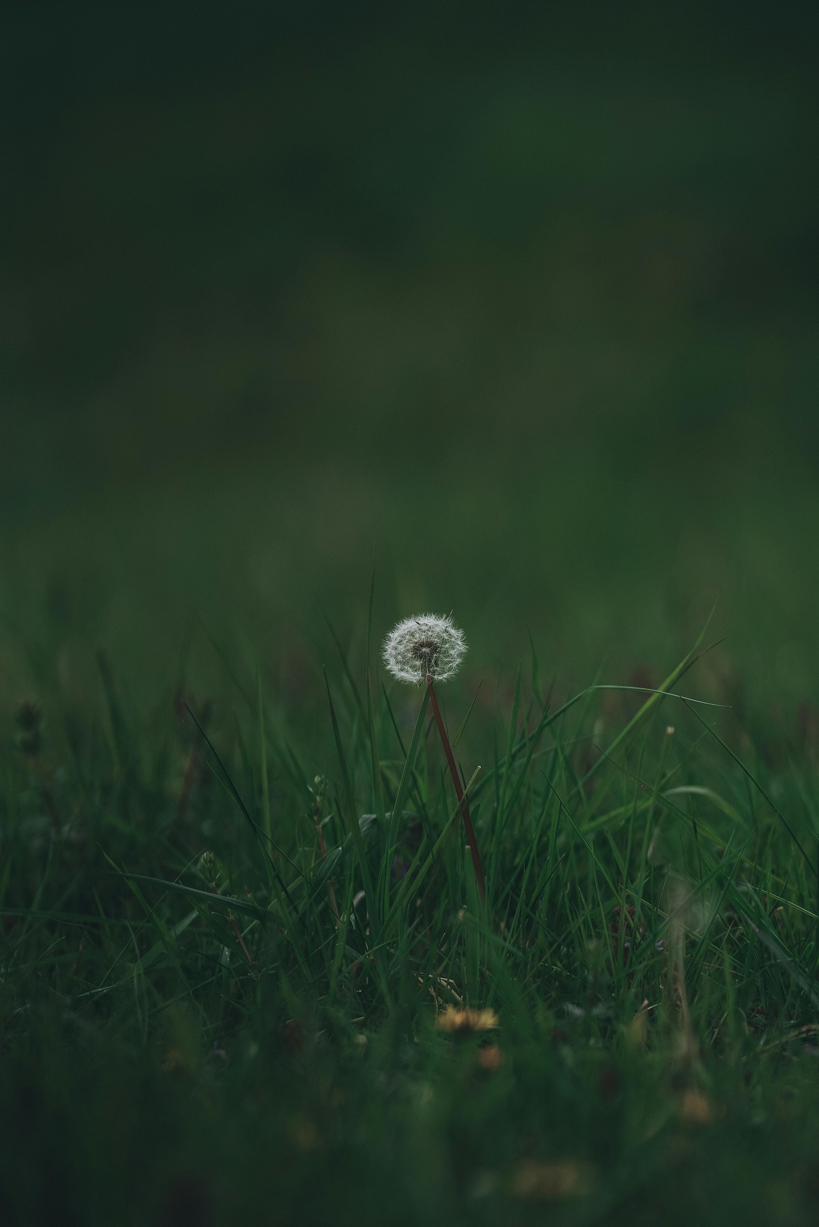 Close-up of a Dandelion Puffball on a Field · Free Stock Photo