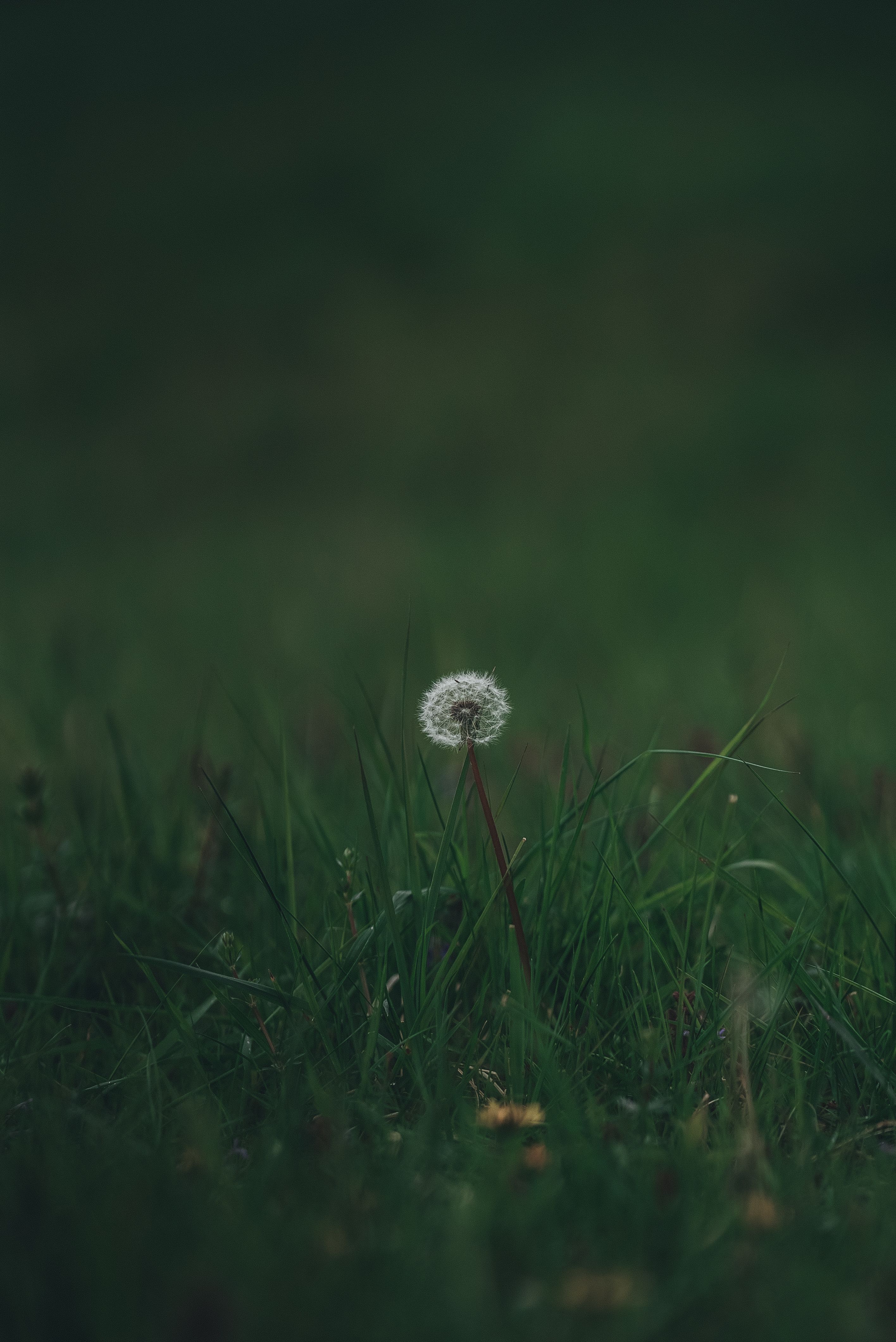Close-up of a Dandelion Puffball on a Field · Free Stock Photo