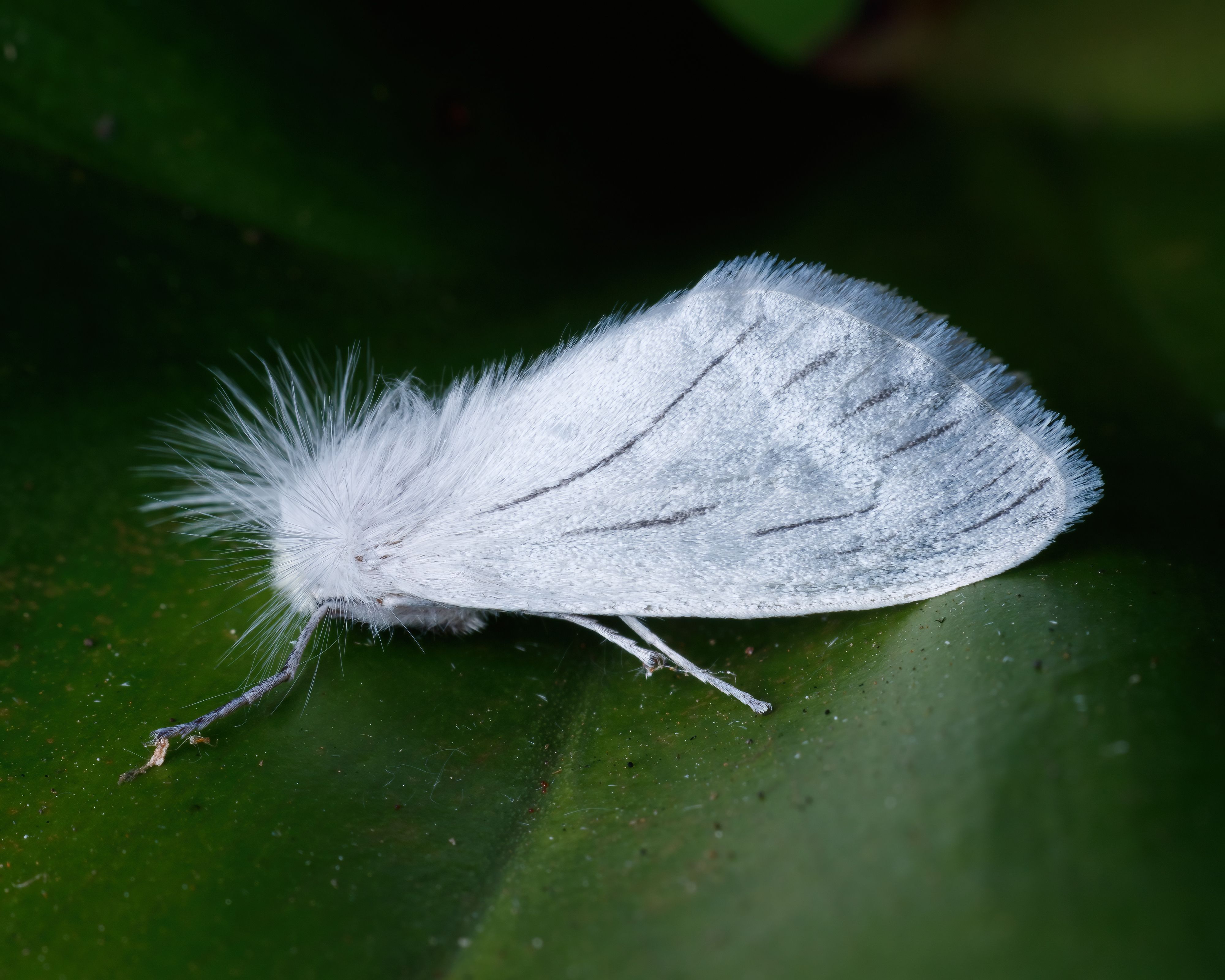White Flannel Moth on Leaf · Free Stock Photo