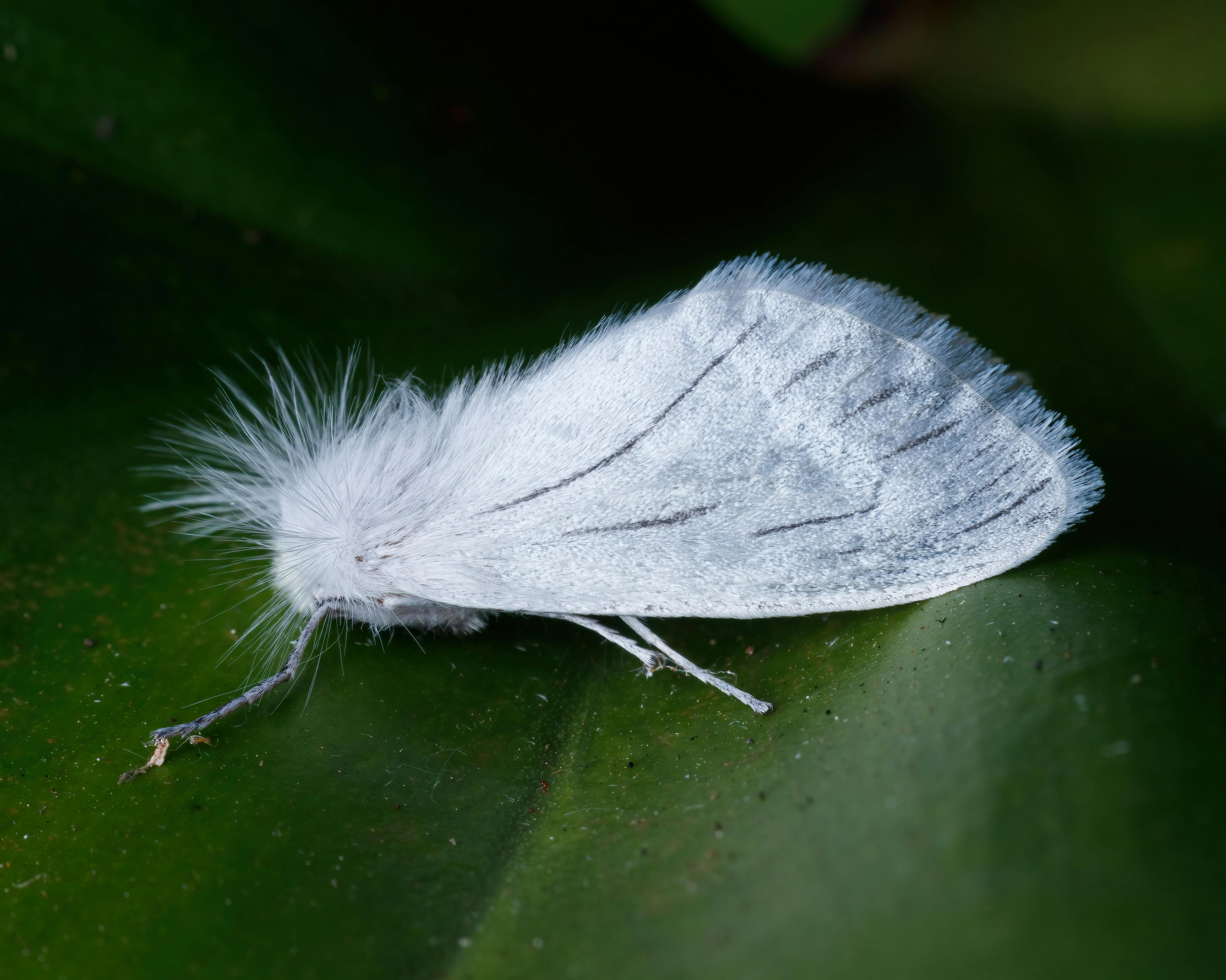 White Flannel Moth Photos, Download The BEST Free White Flannel Moth ...