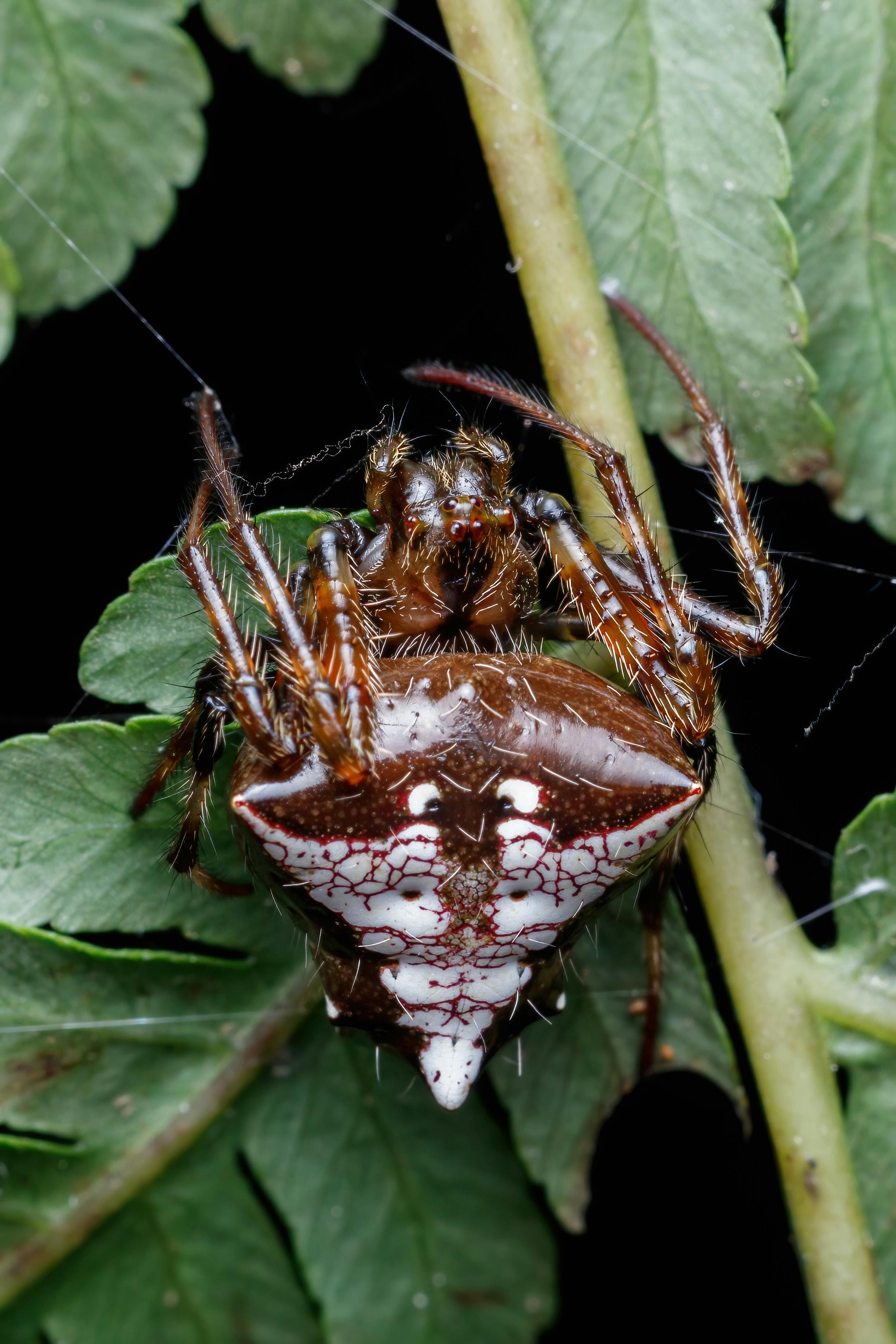 Bark Spider on Leaf · Free Stock Photo