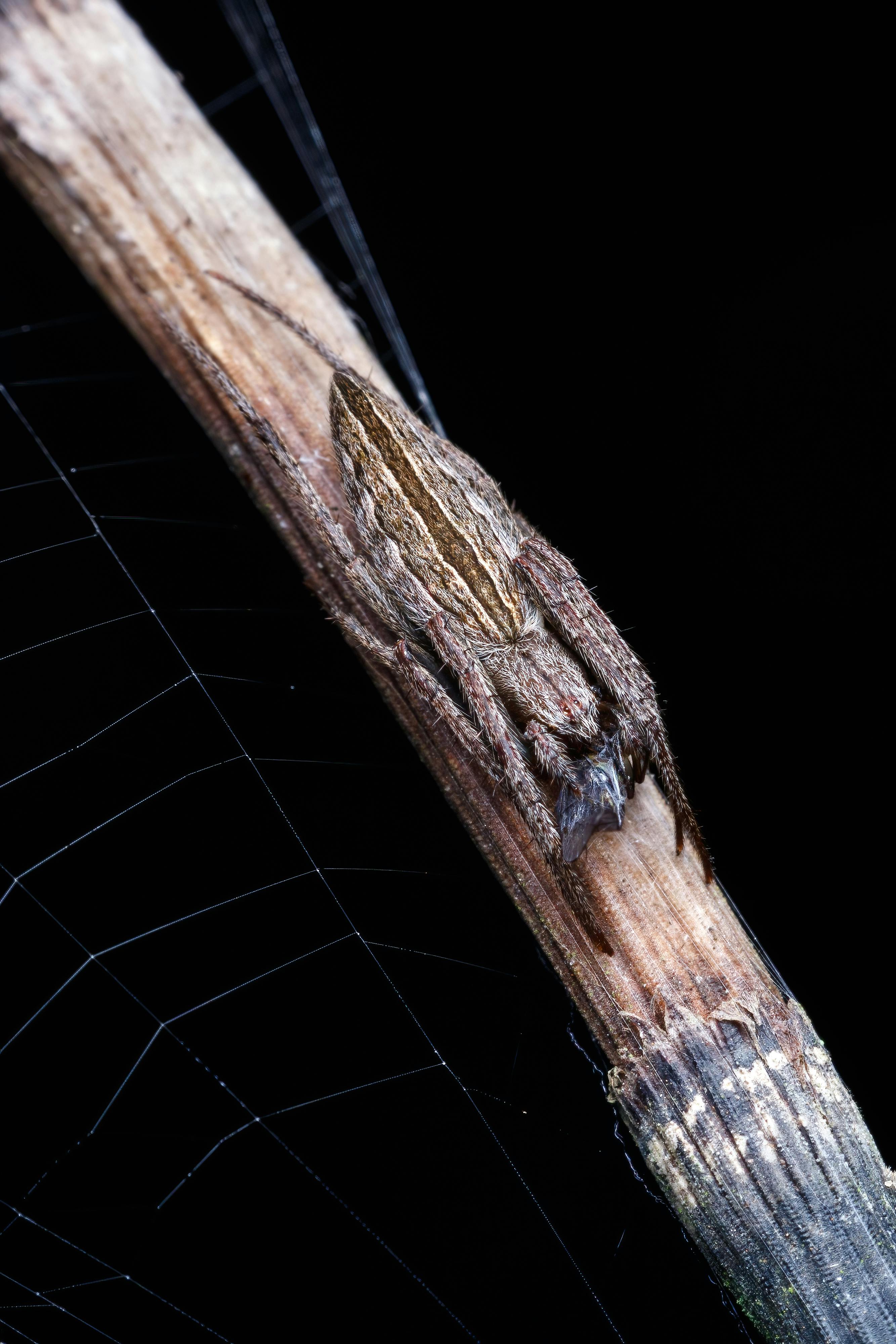 A spider sitting on a stick with its legs crossed · Free Stock Photo