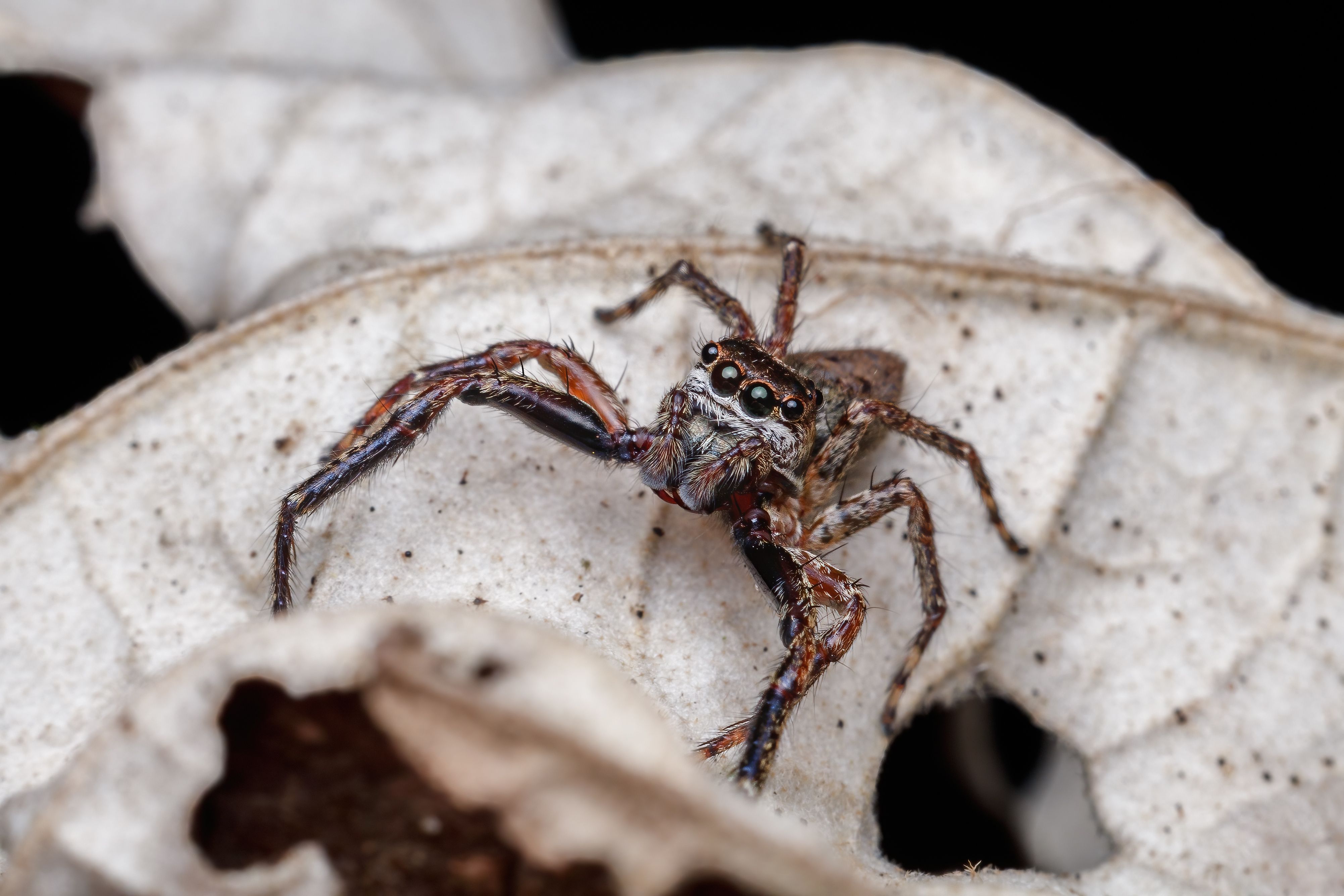 Extreme Close-up of a Spider Sitting on a Leaf · Free Stock Photo