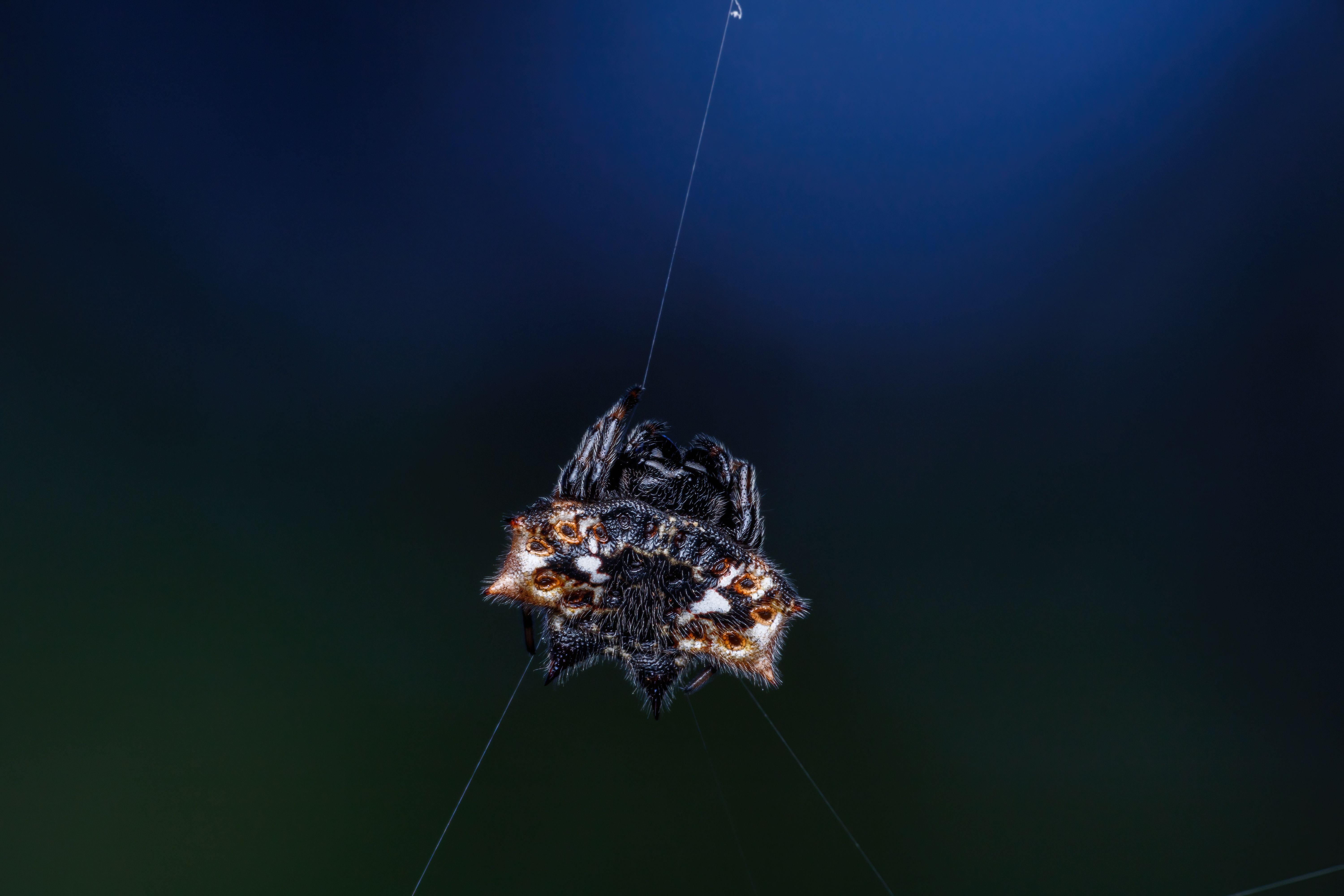 Spider at Night · Free Stock Photo