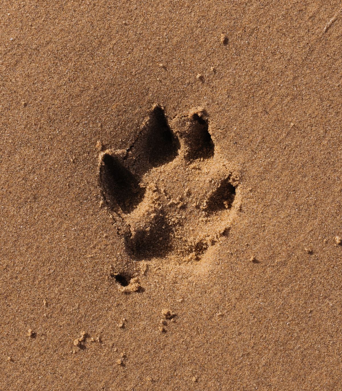 Animal Paw Prints Photos, Download The BEST Free Animal Paw Prints ...