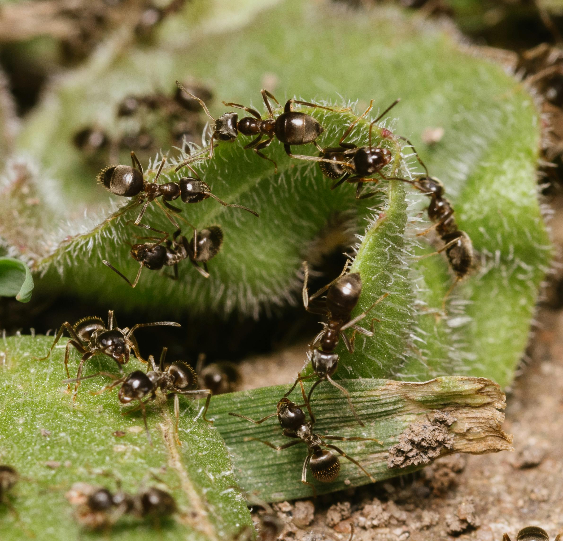 Ants on Plant Leaf · Free Stock Photo